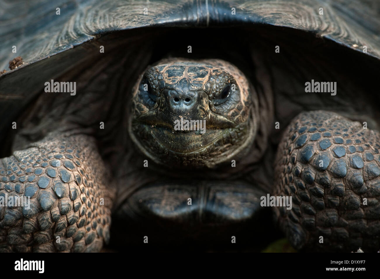 Giant tortoise, Santa Cruz, Galapagos Stock Photo - Alamy