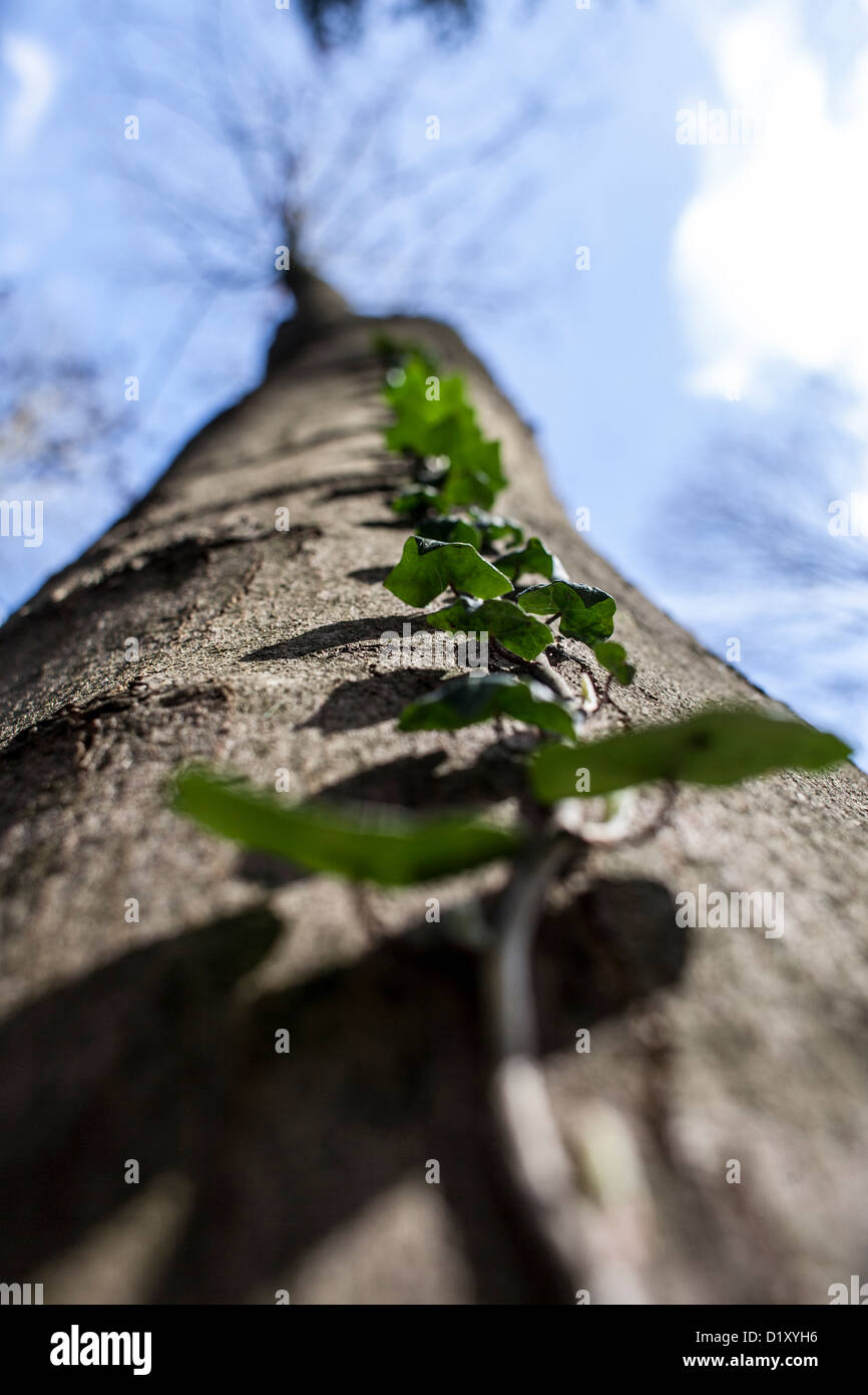 Rambling ivy on a three trunk Stock Photo - Alamy