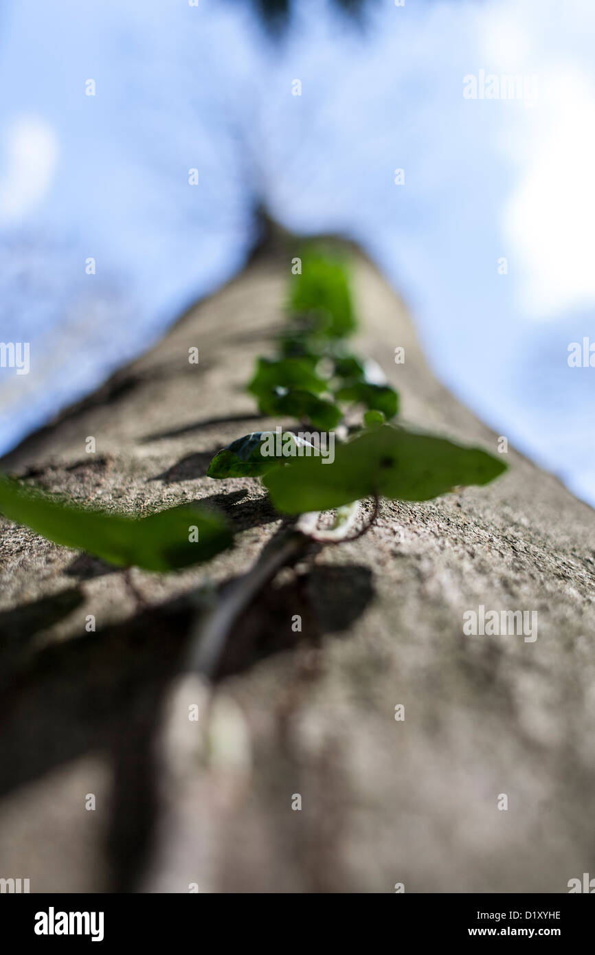 Rambling ivy on a three trunk Stock Photo - Alamy