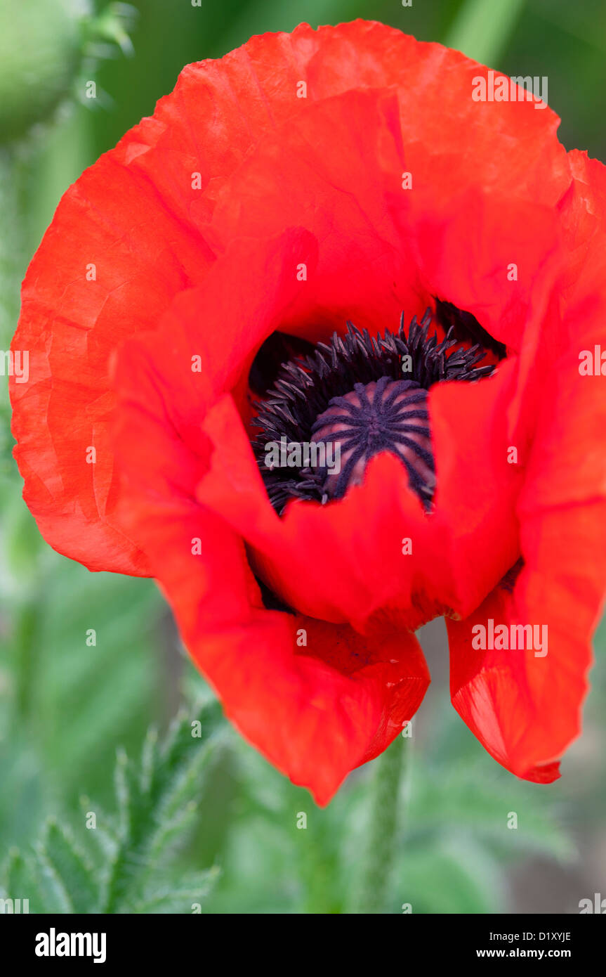 PAPAVER ORIENTALE BRILLIANT Stock Photo - Alamy
