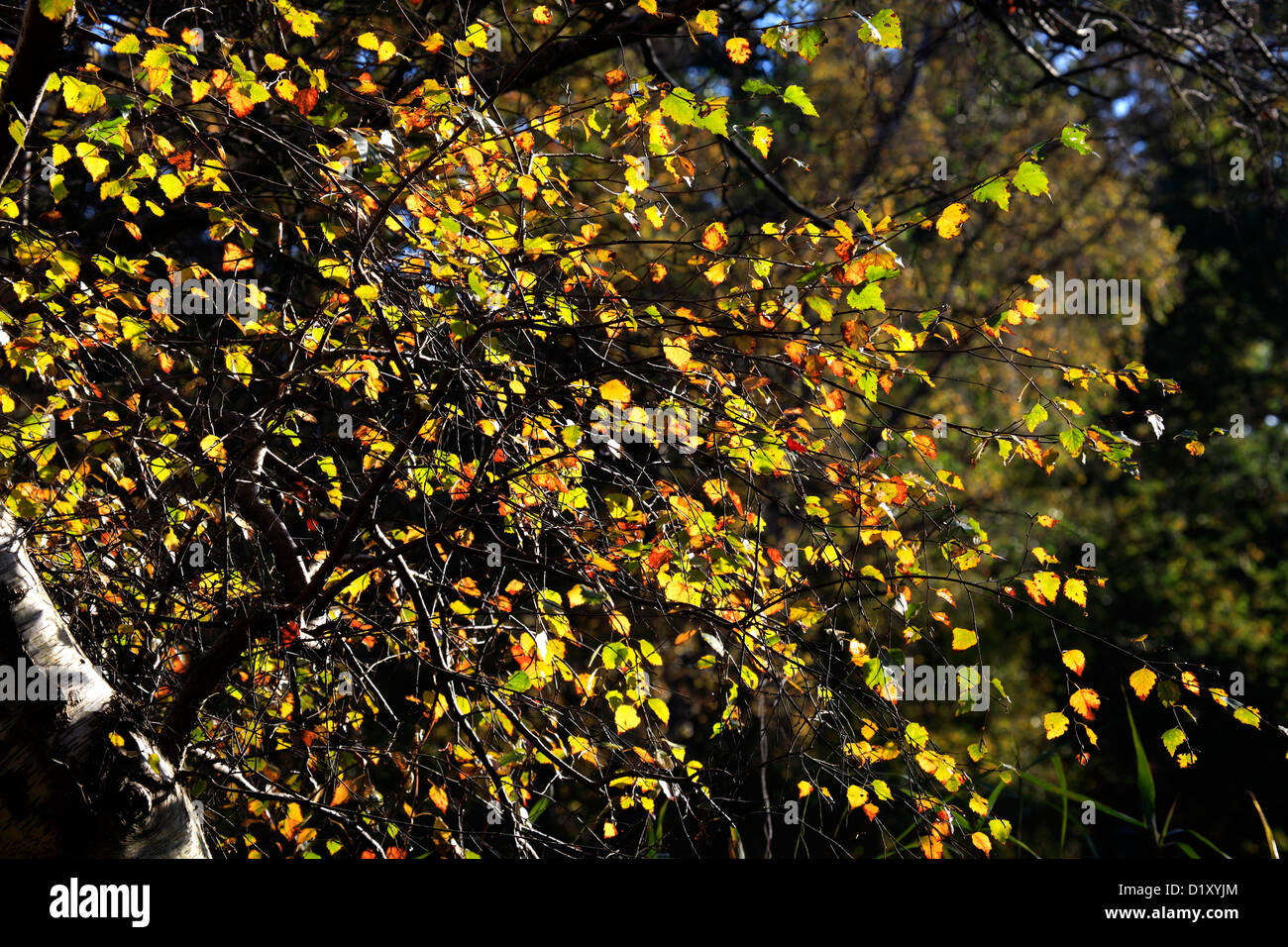 English Oak tree leaves in autumn colours, (Quercus robur Stock Photo ...
