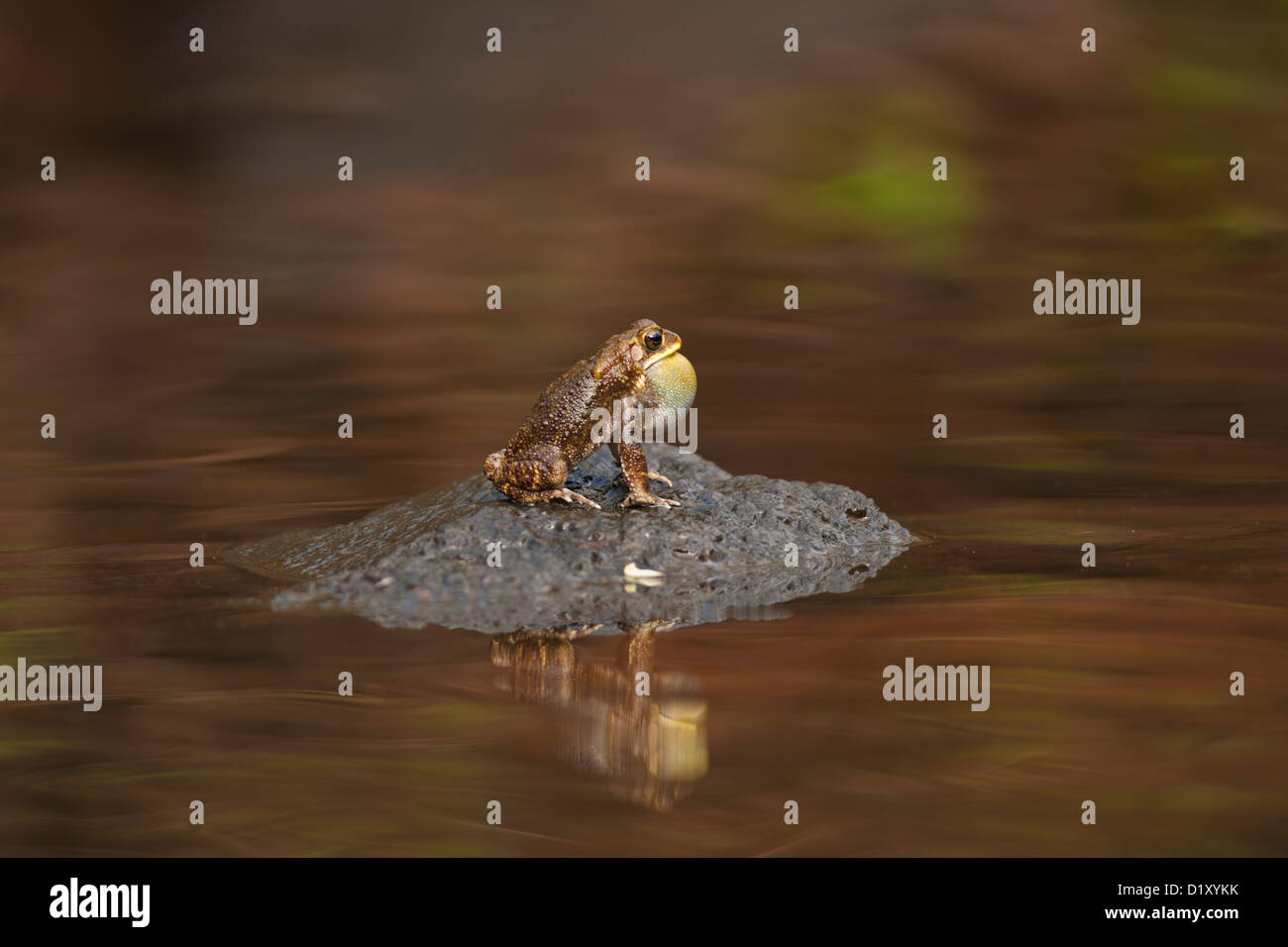 Frog calling out for its mate on an island in a psychedelic reflection ...