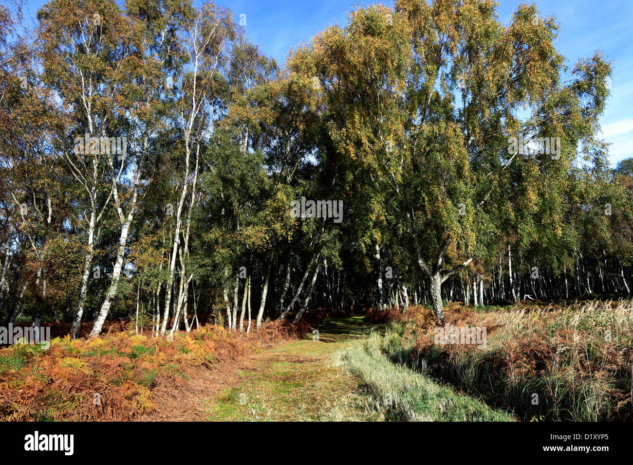 Silver Birch trees with autumn colours (Betula pendula Stock Photo - Alamy