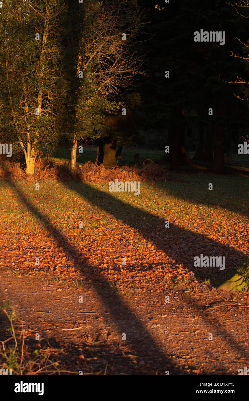 strong shadows, forest, woodland, trees, evening sunlight, long shadows ...