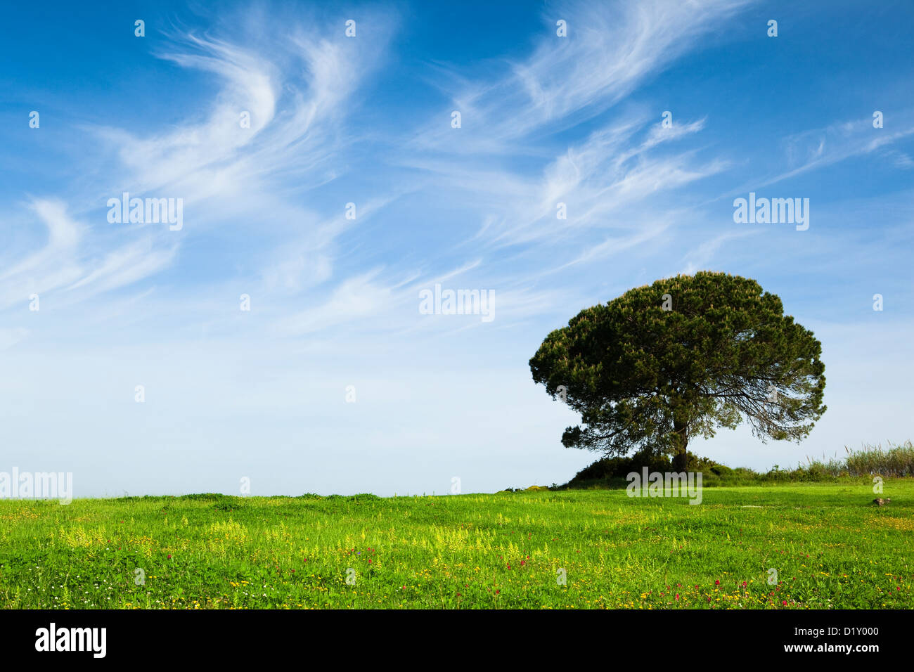 Beautiful meadow great blue hi-res stock photography and images - Alamy