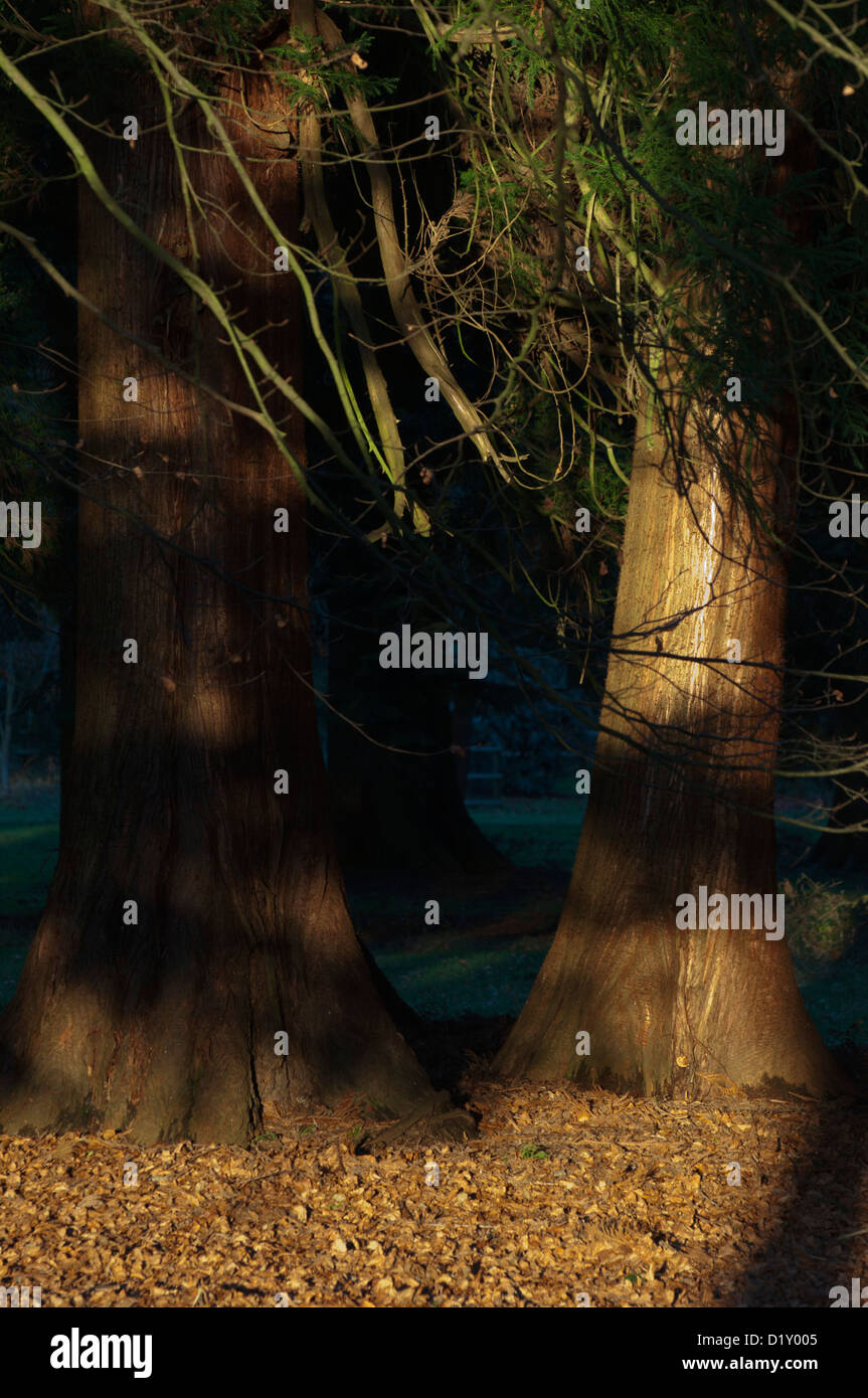 strong shadows, forest, woodland, trees, evening sunlight, long shadows ...