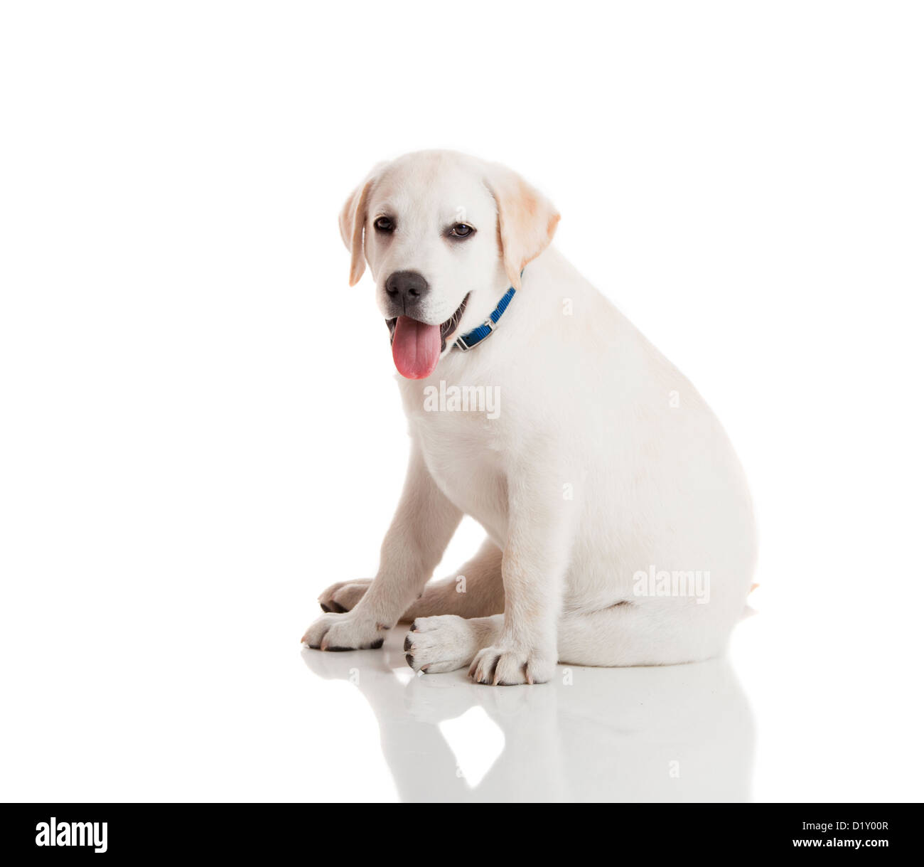 Beautiful Labrador retriever cream puppy isolated on white background ...