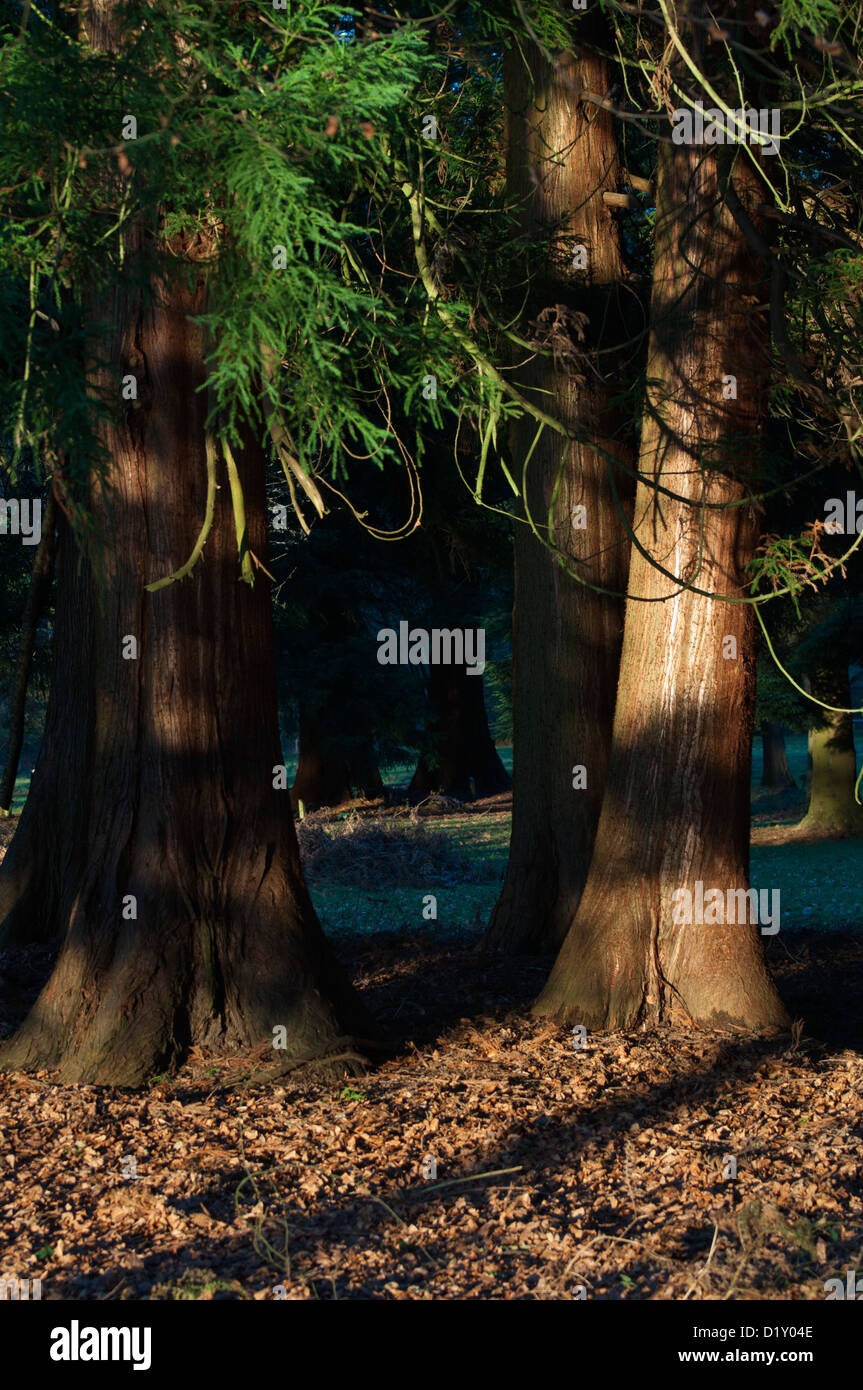 strong shadows, forest, woodland, trees, evening sunlight, long shadows ...