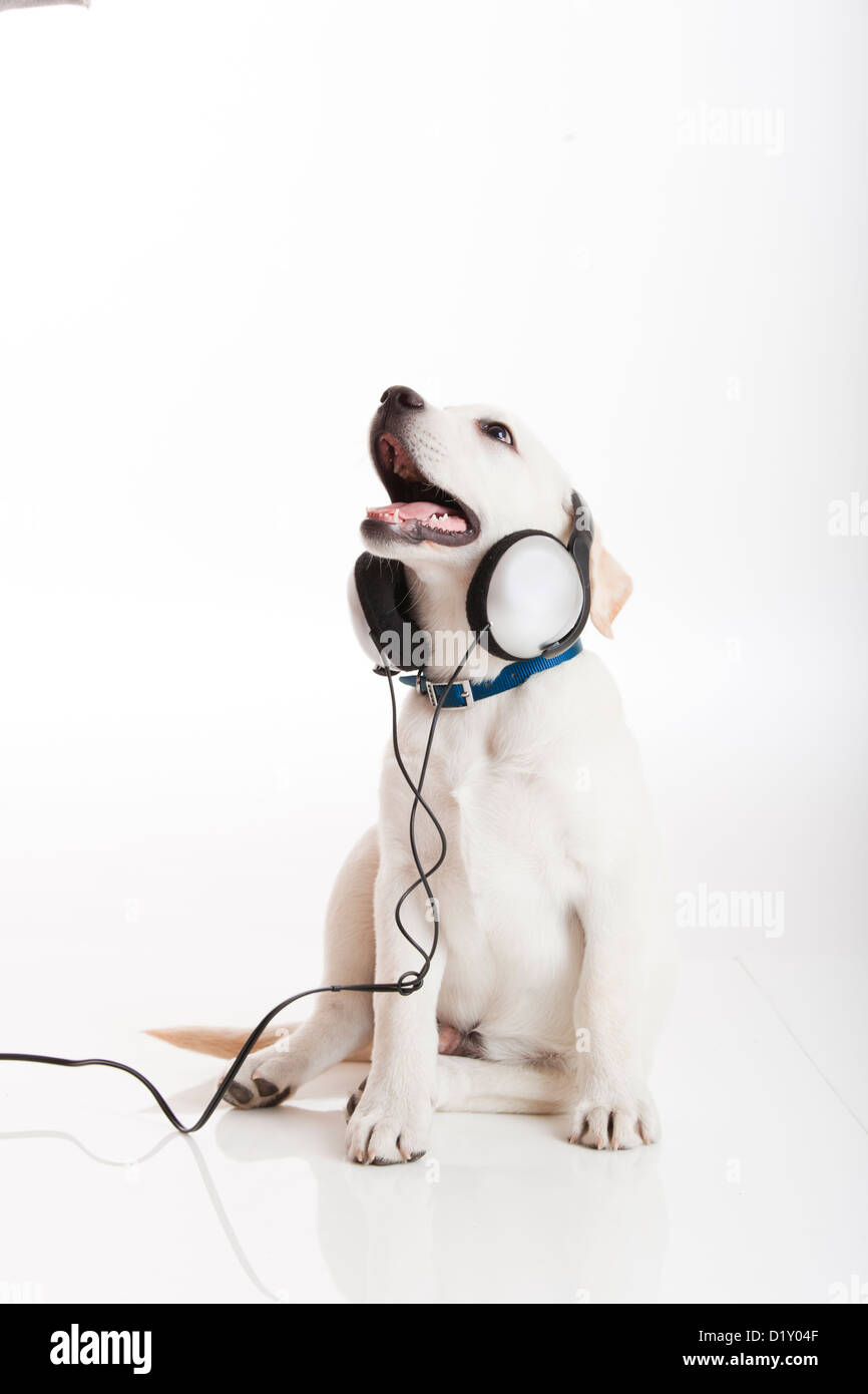 Dog with headset hi-res stock photography and images - Alamy