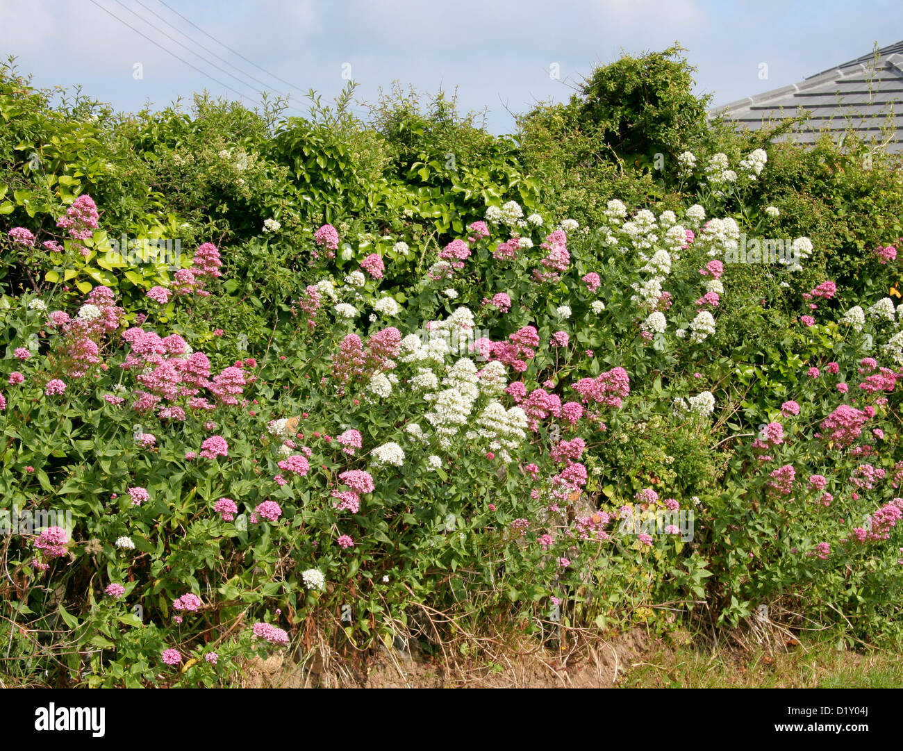 Common hedgerows england hi-res stock photography and images - Alamy