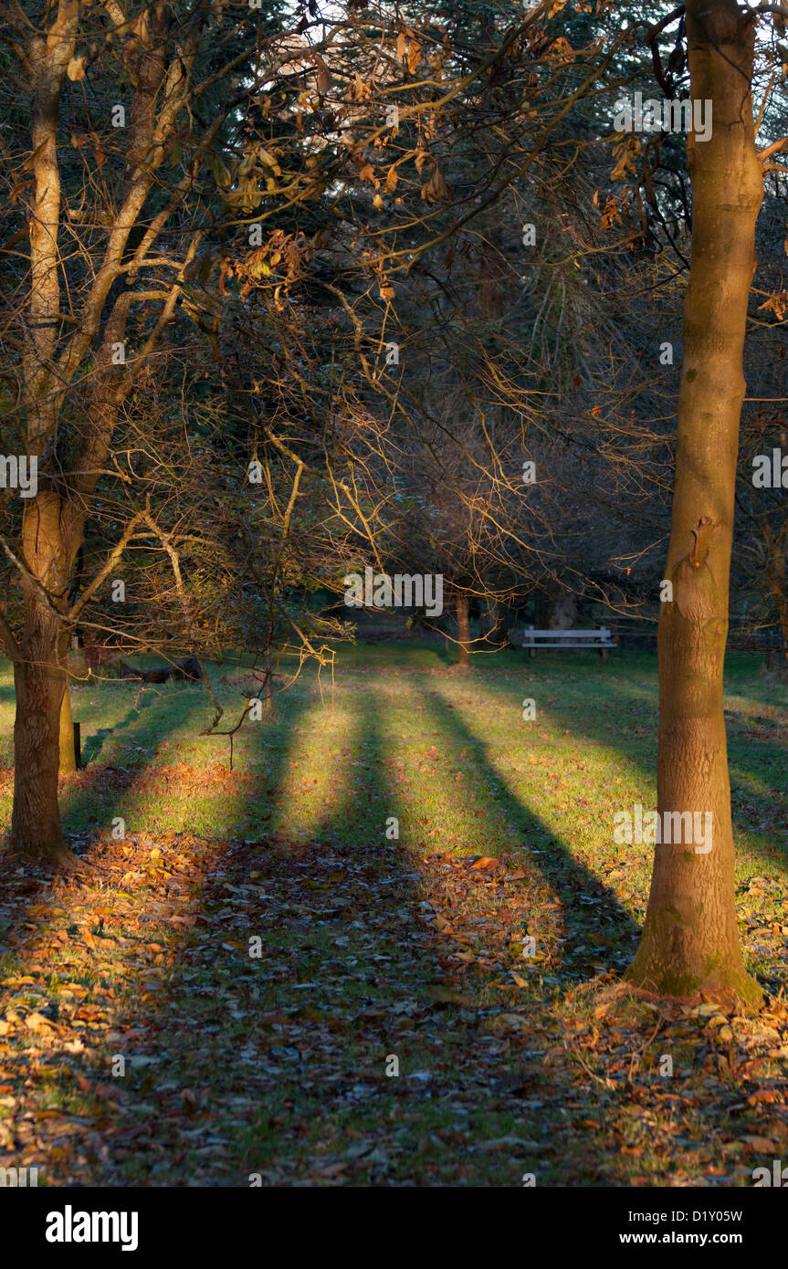 strong shadows, forest, woodland, trees, evening sunlight, long shadows ...