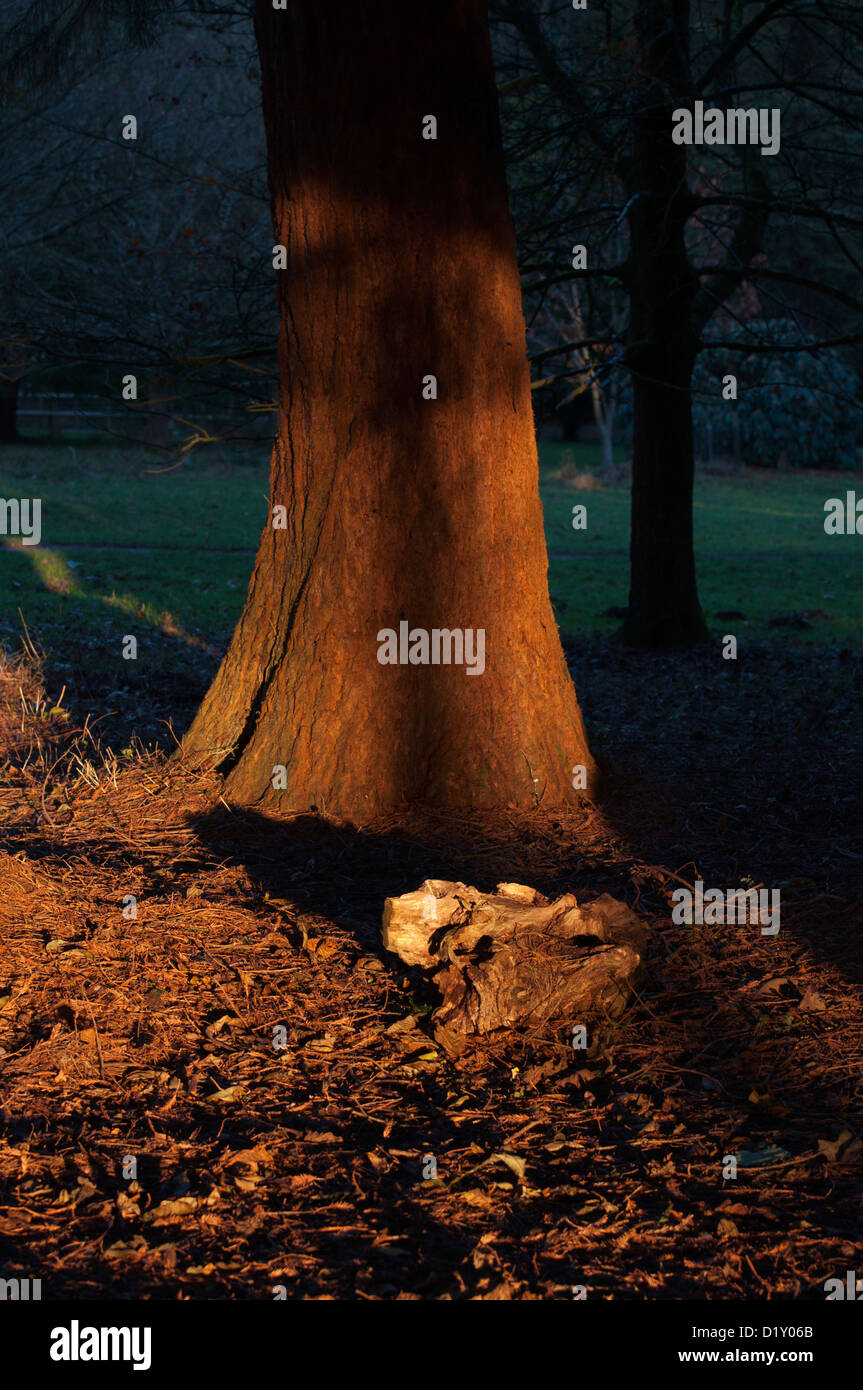 strong shadows, forest, woodland, trees, evening sunlight, long shadows ...