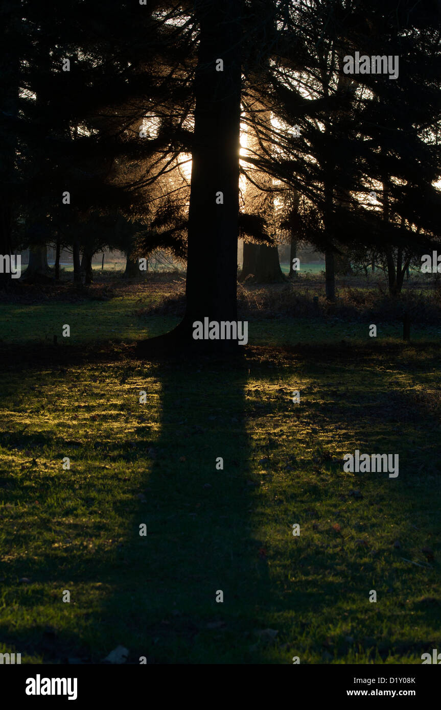 strong shadows, forest, woodland, trees, evening sunlight, long shadows ...