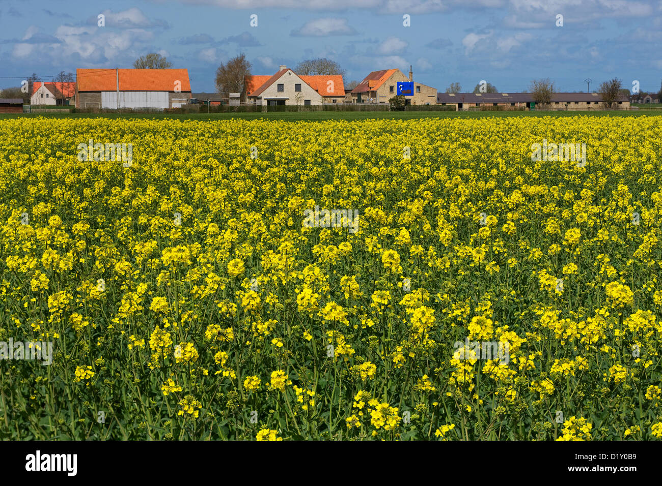Field with rapeseed / oilseed rape (Brassica napus) for the production ...