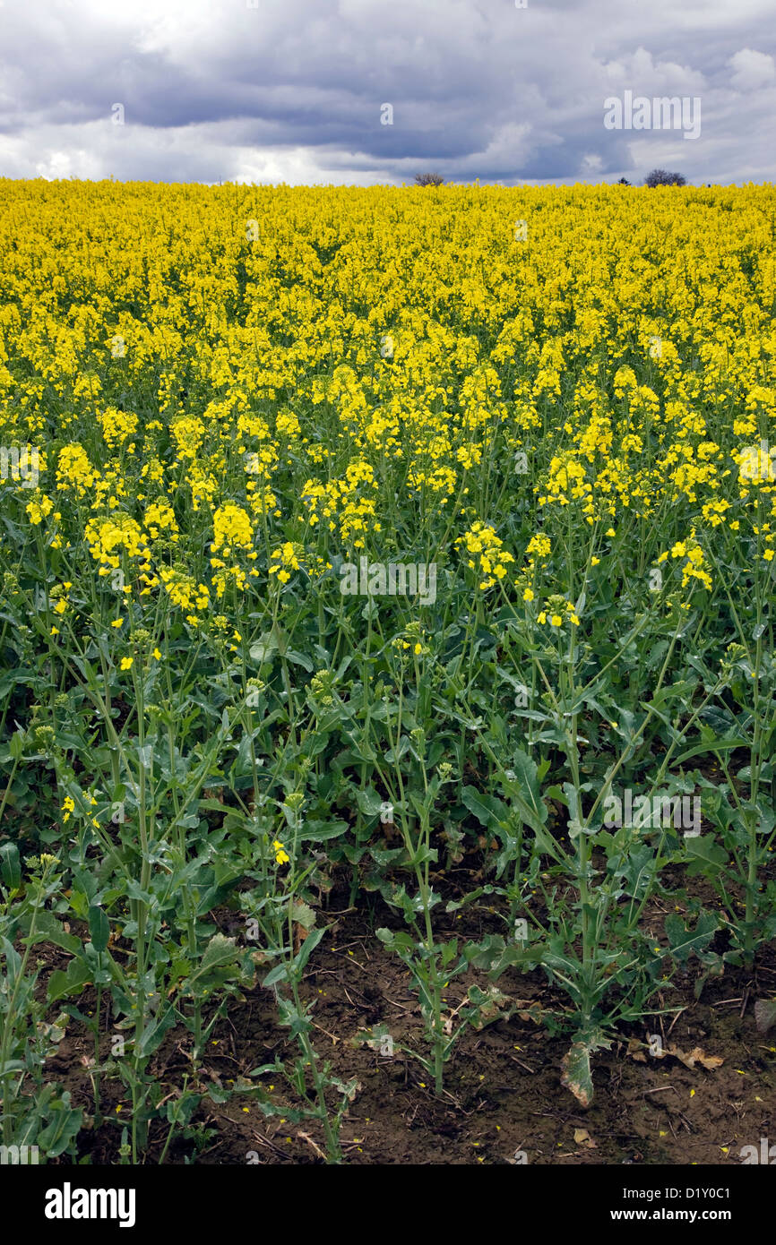 Field with rapeseed / oilseed rape (Brassica napus) for the production ...