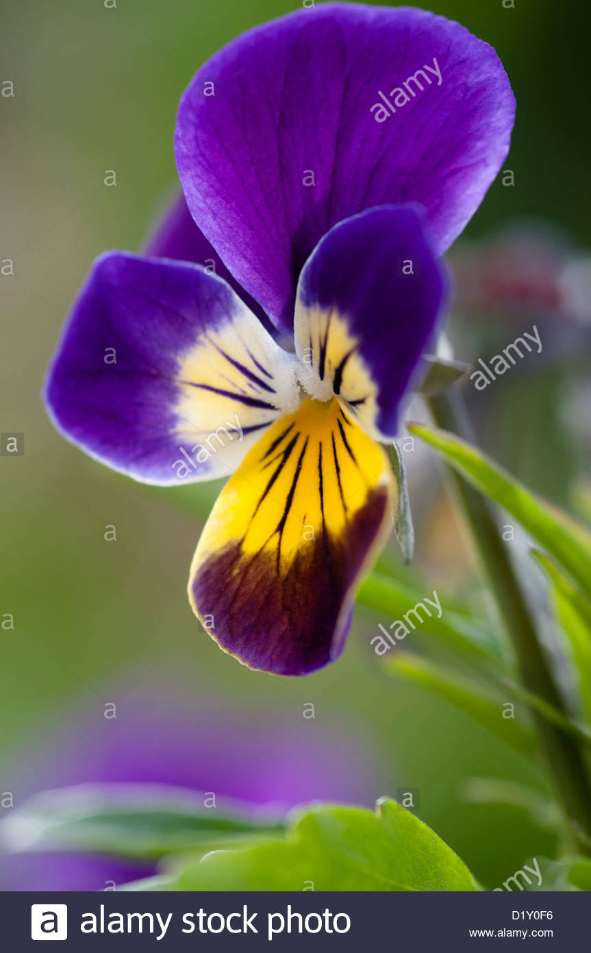 Viola Tricolor Stock Photos & Viola Tricolor Stock Images - Alamy