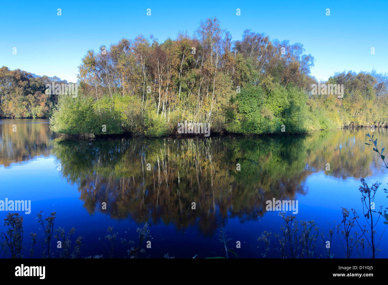 Silver Birch trees with autumn colours (Betula pendula Stock Photo - Alamy
