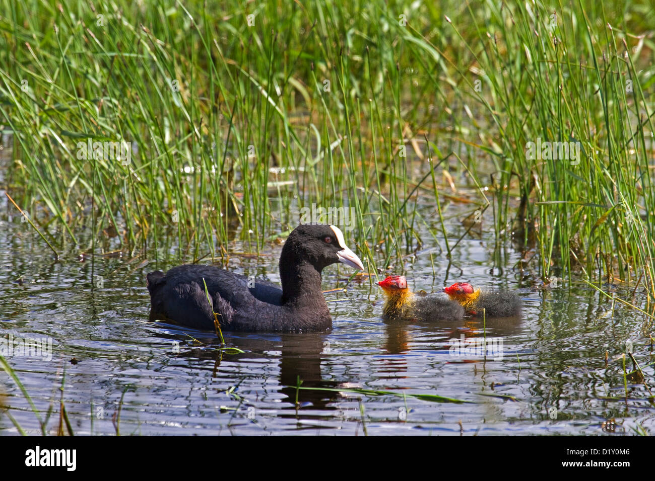 Juvenile coot uk hi-res stock photography and images - Alamy