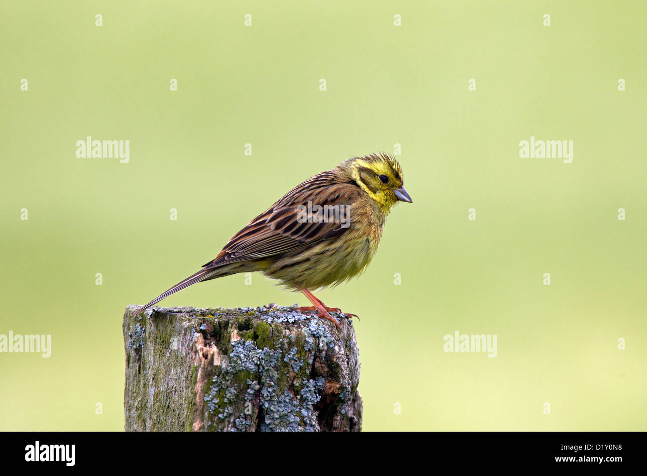 Yellowhammer fauna hi-res stock photography and images - Alamy