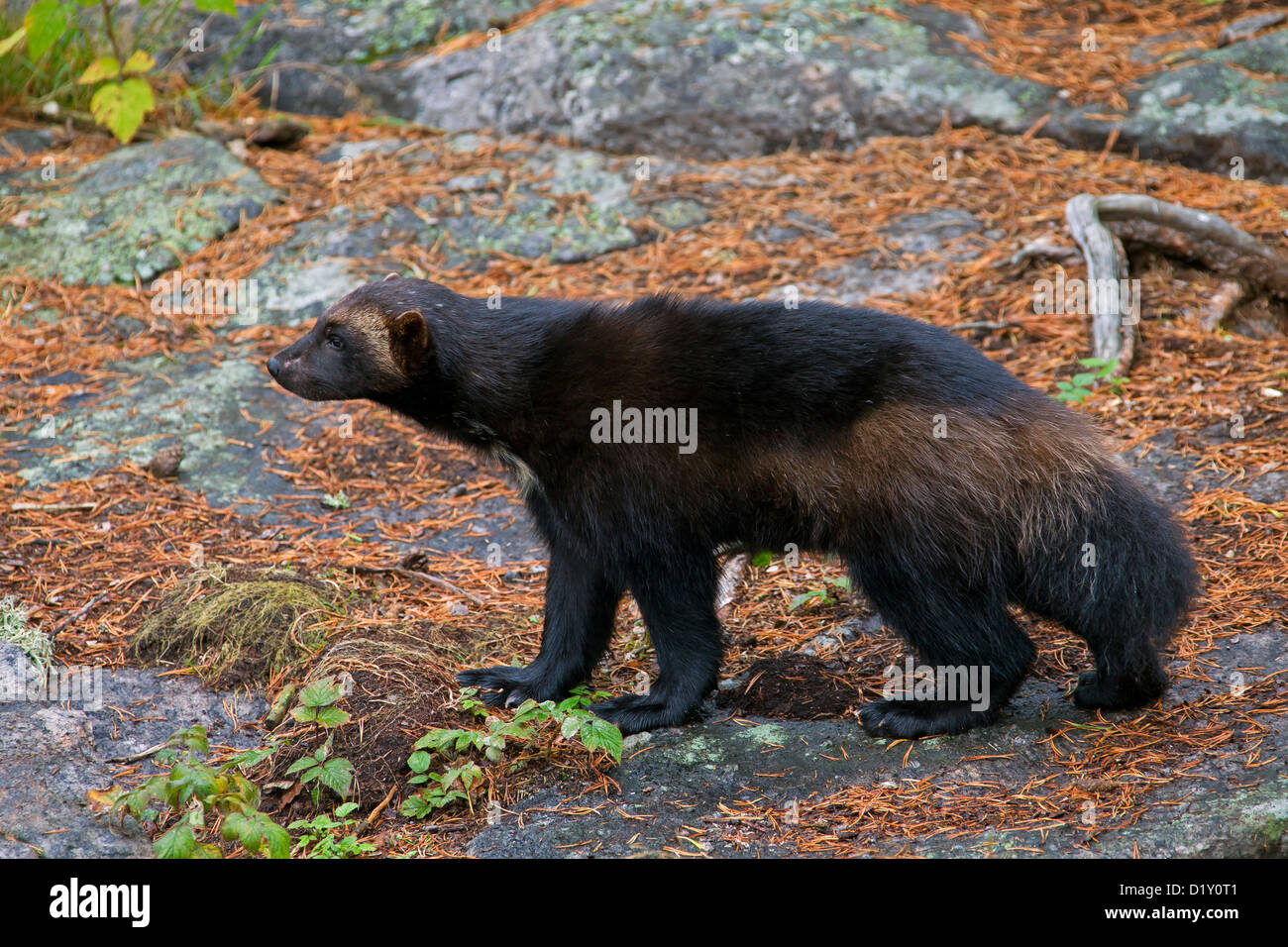Wolverine Glutton Carcajou Gulo Gulo High Resolution Stock Photography ... Wolverine Glutton Carcajou Gulo Gulo High Resolution Stock Photography ...