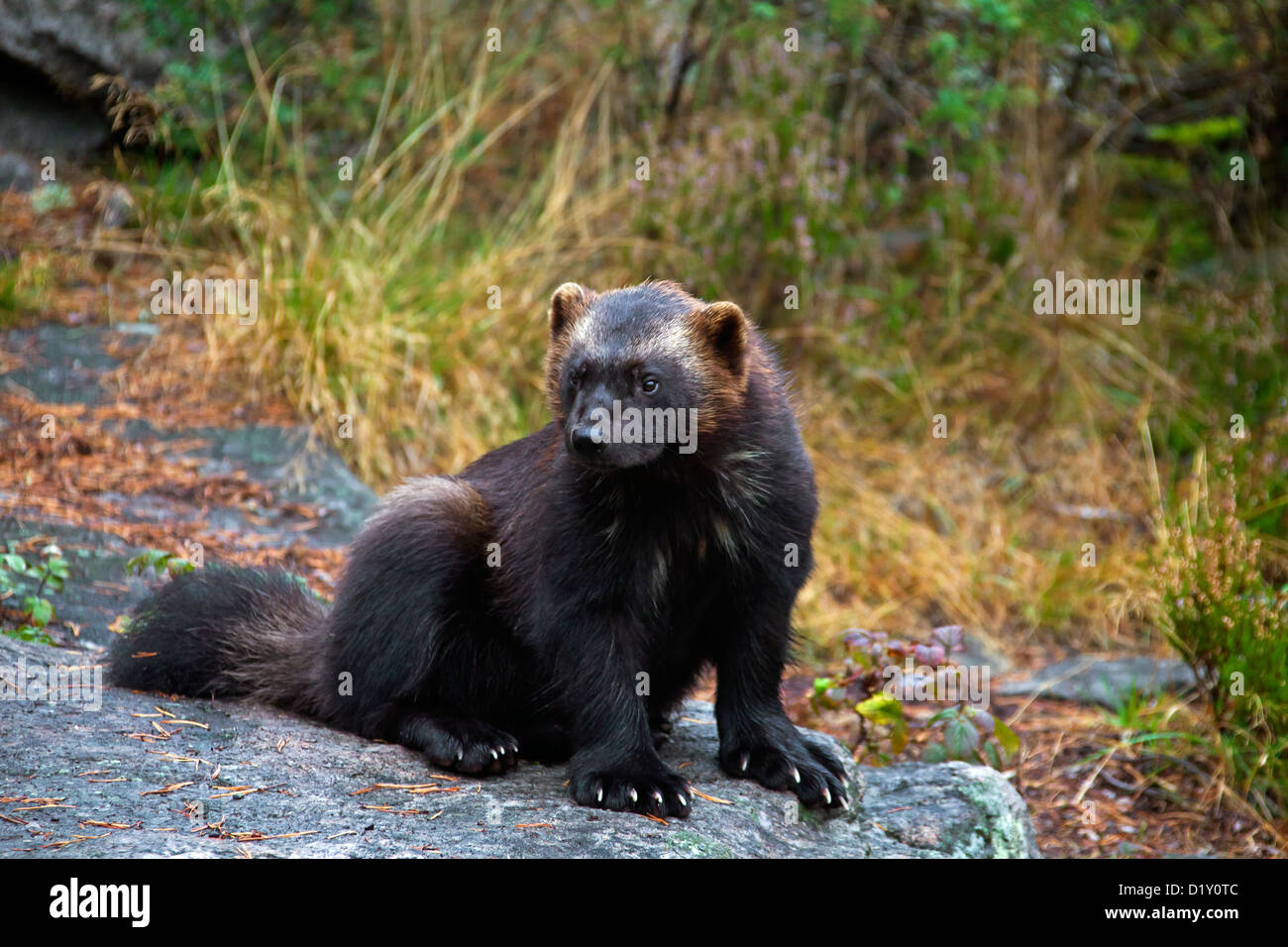 Wolverine Glutton Carcajou Gulo Gulo High Resolution Stock Photography ... Wolverine Glutton Carcajou Gulo Gulo High Resolution Stock Photography ...