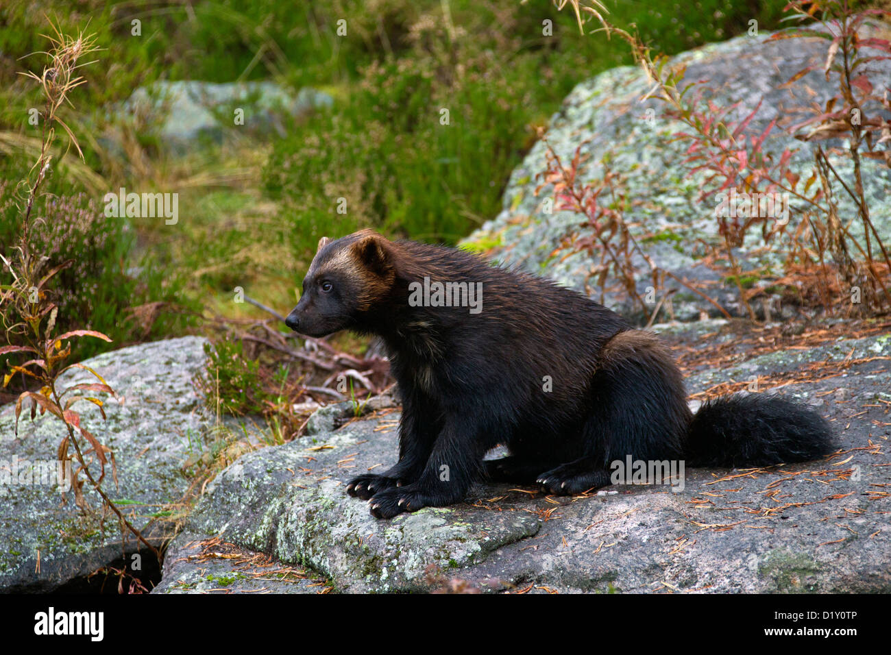 Wolverine (Gulo gulo) portrait on the subarctic tundra in Sweden ...