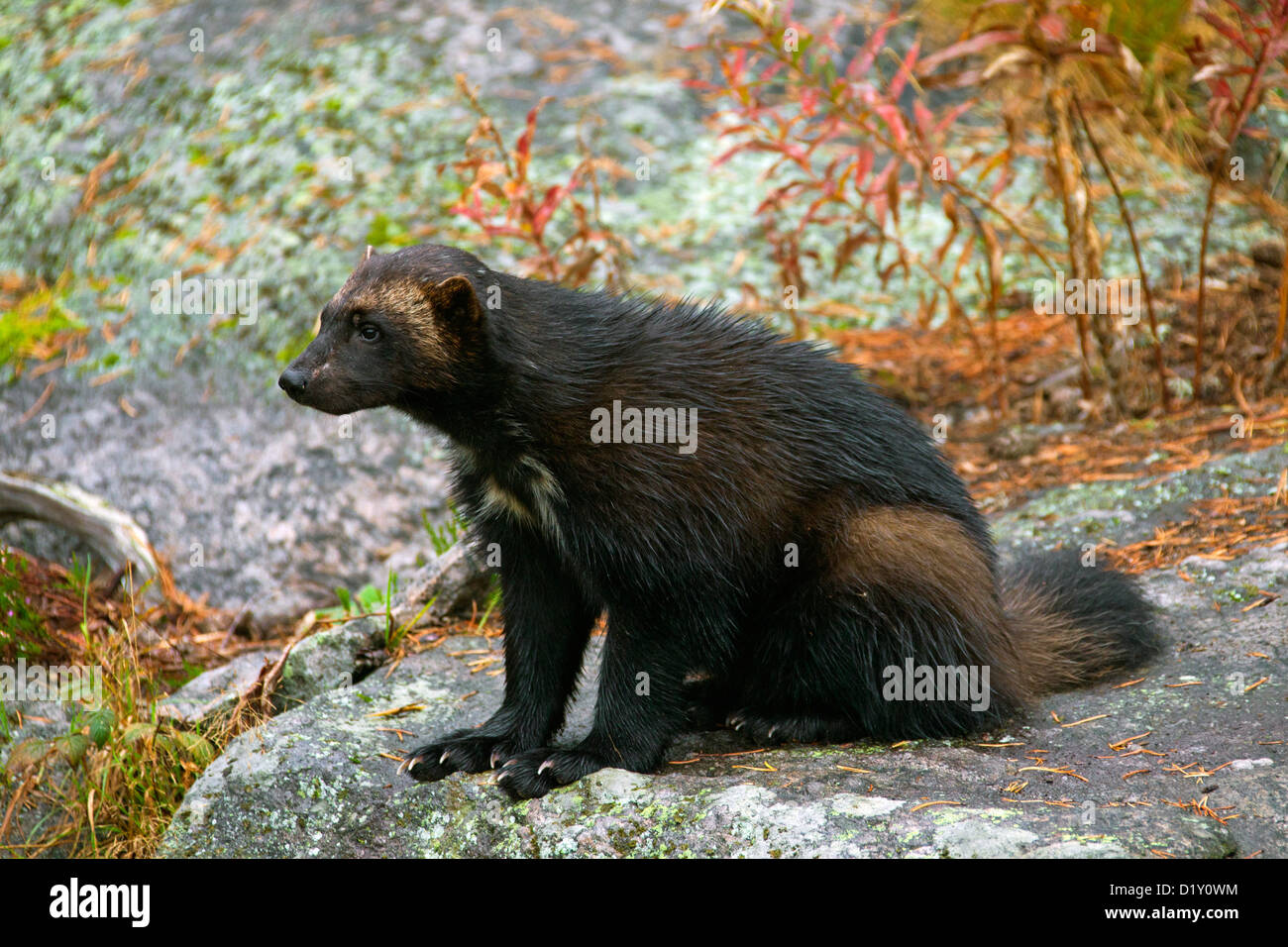 Wolverine (Gulo gulo) portrait on the subarctic tundra in Sweden ...
