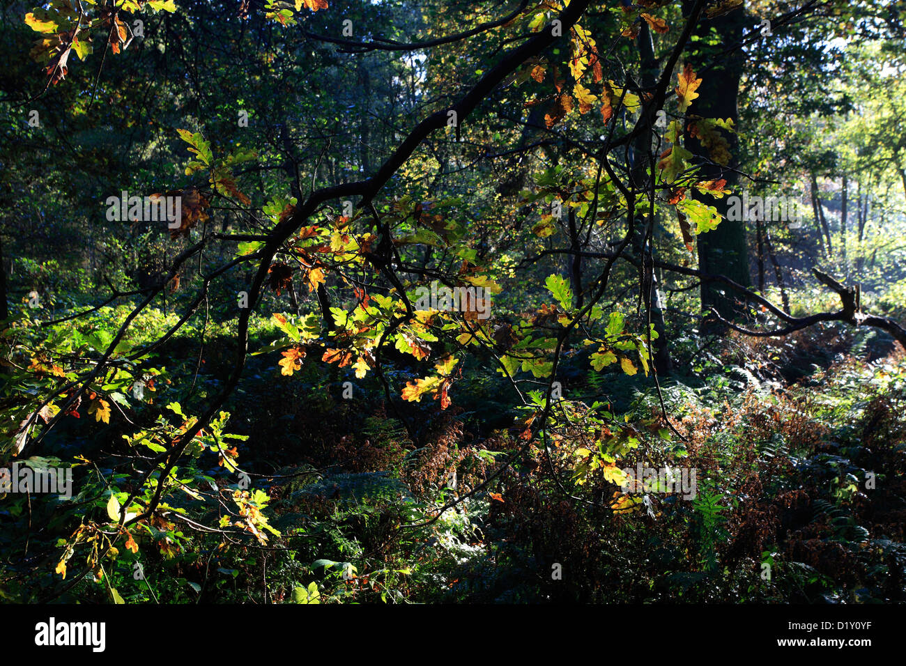 English Oak tree leaves in autumn colours, (Quercus robur Stock Photo ...