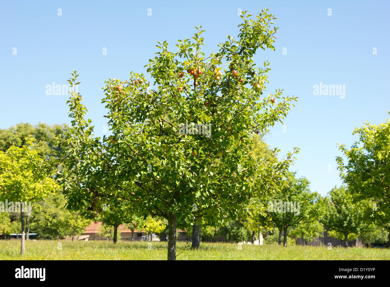 Autumn glow apple hi-res stock photography and images - Alamy