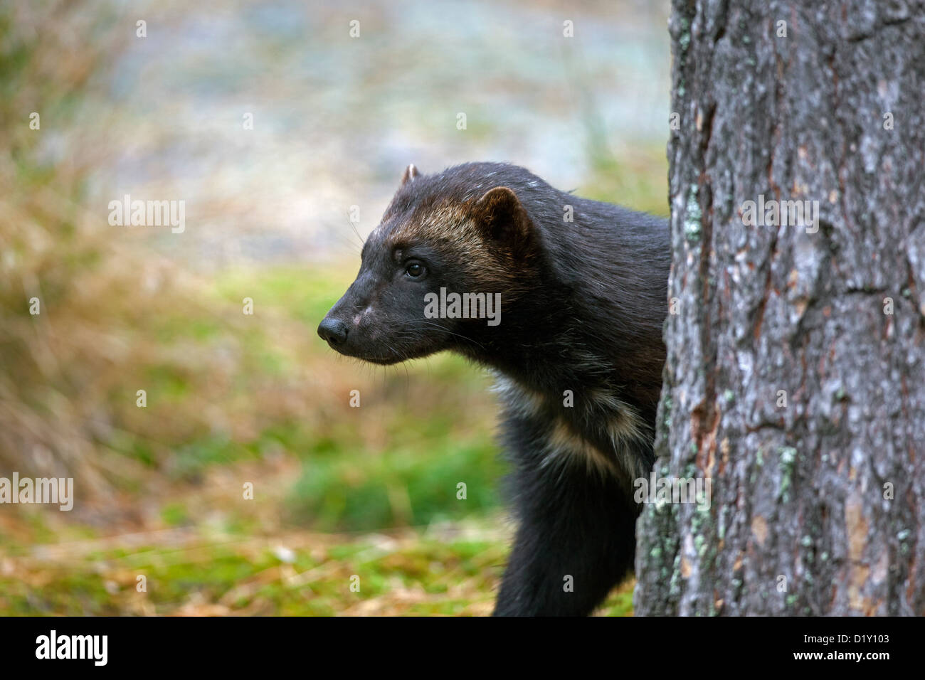 Wolverine (Gulo gulo) behind tree in boreal forest on the taiga in ...