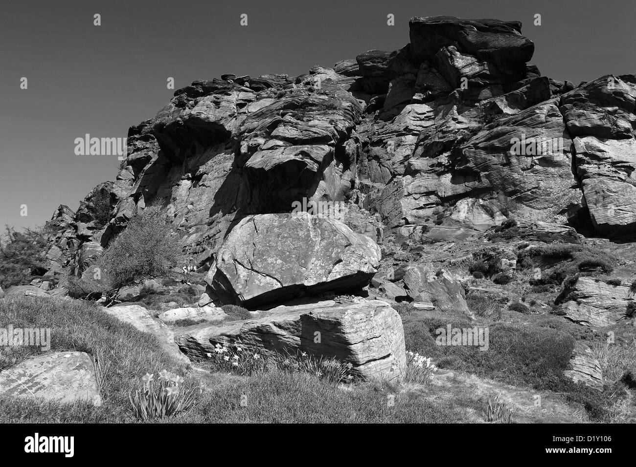 Black rock hen Black and White Stock Photos & Images - Alamy