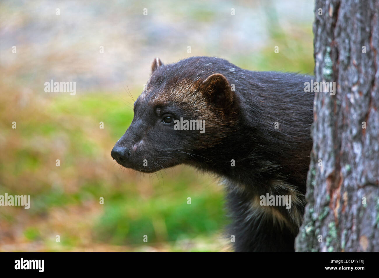 Wolverine (Gulo gulo) behind tree in boreal forest on the taiga in ...