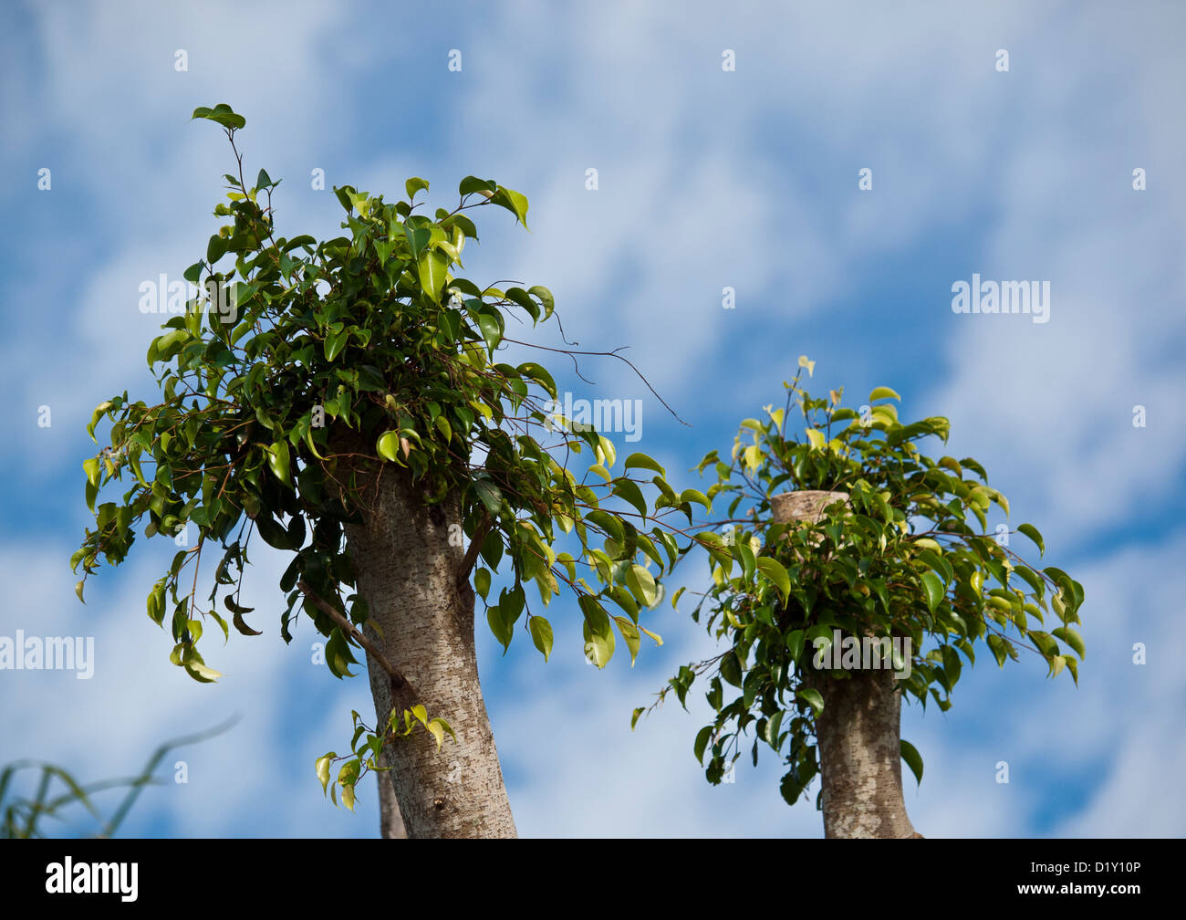 Topped Ficus tree growing new leaves (Ficus benjamina Stock Photo - Alamy