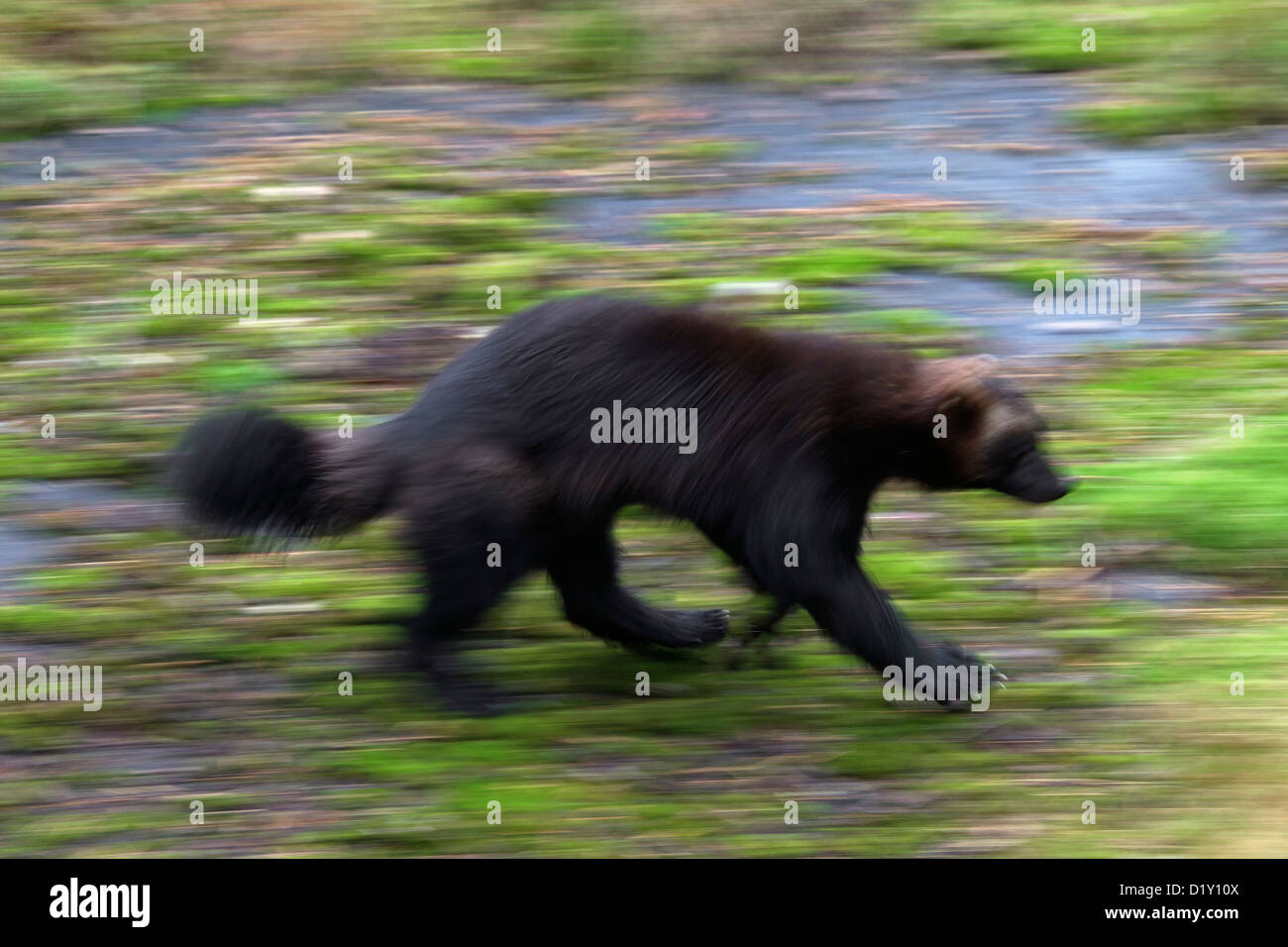 Wolverine running hi-res stock photography and images - Alamy