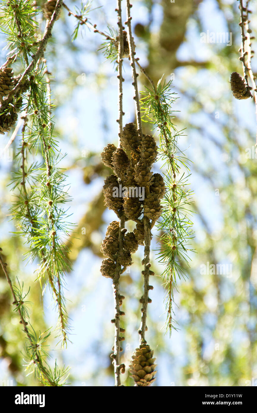Closeup of a conifer Stock Photo - Alamy