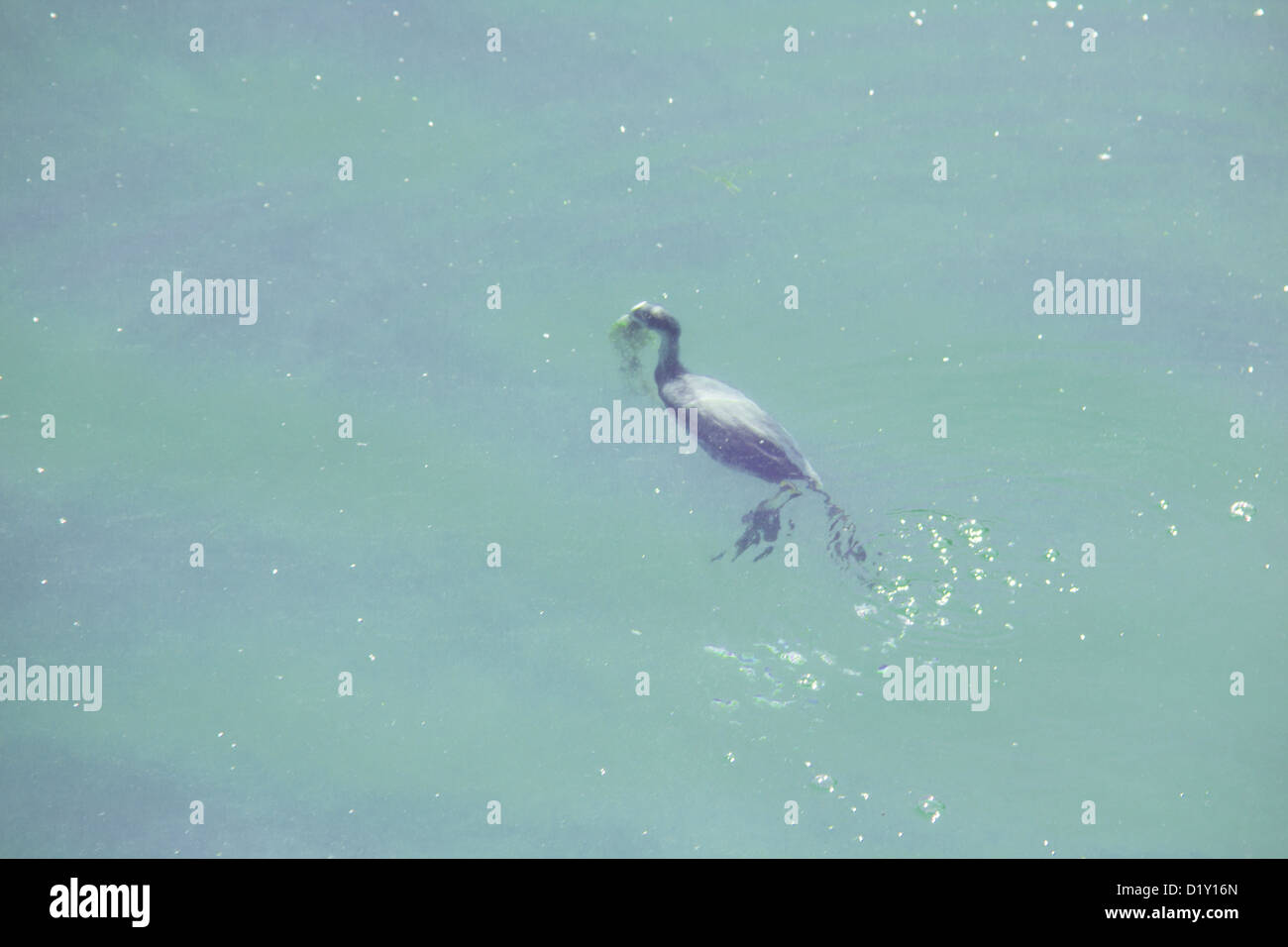 Eurasian coot diving for food Stock Photo - Alamy