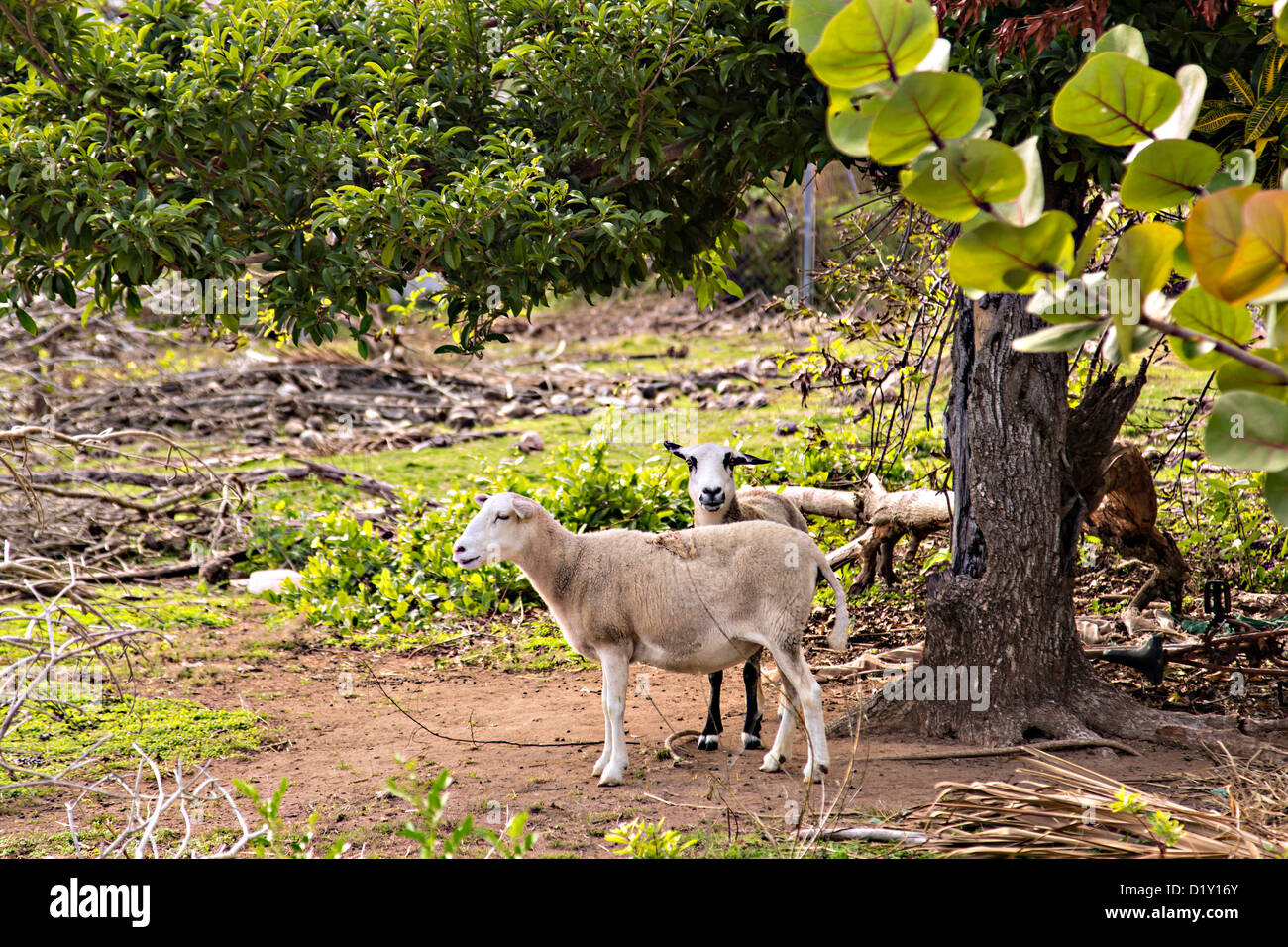 Boer goats Dunmore Town, Harbour Island, The Bahamas Stock Photo - Alamy