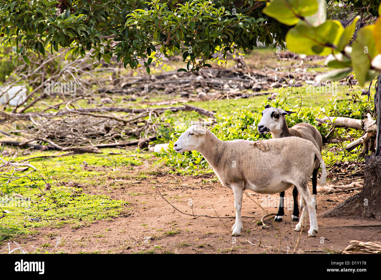 Bahamas boer goats hi-res stock photography and images - Alamy