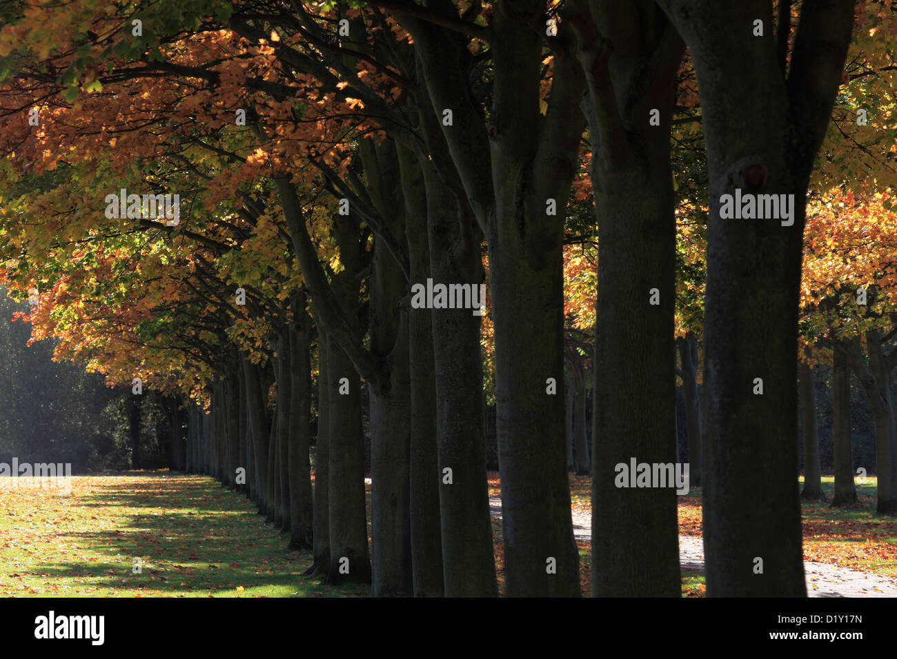 Row maple acer trees hi-res stock photography and images - Alamy
