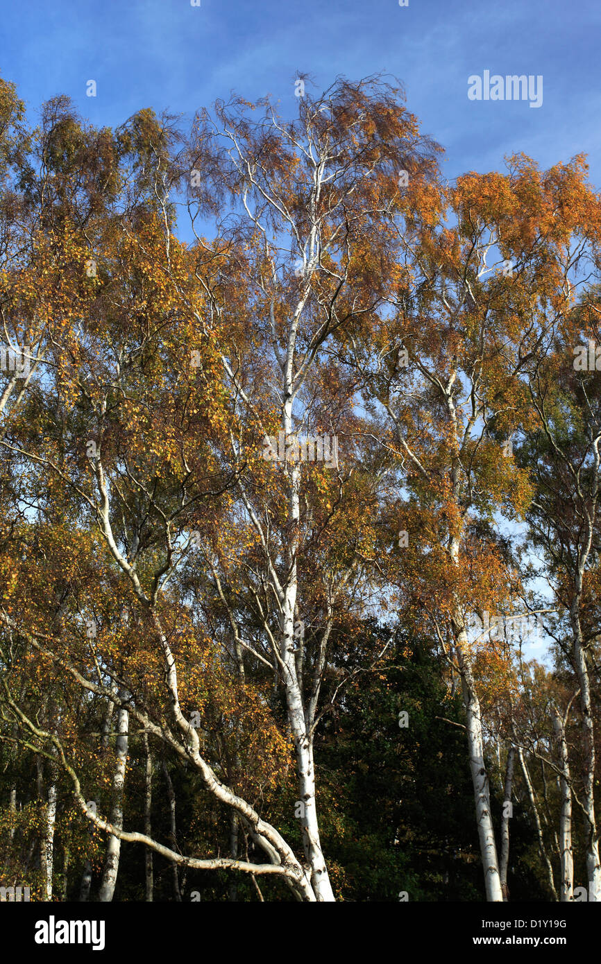 Silver Birch trees with autumn colours (Betula pendula Stock Photo - Alamy