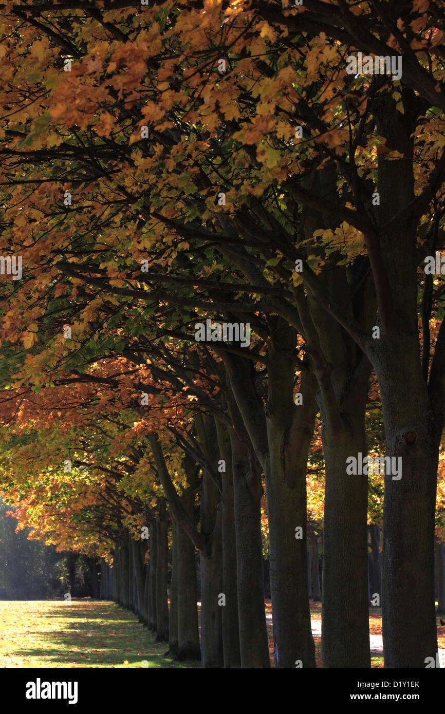 Row maple acer trees hi-res stock photography and images - Alamy