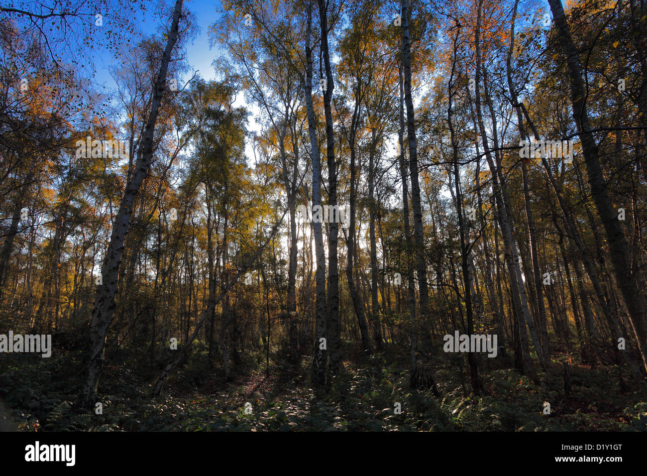 Silver Birch trees with autumn colours (Betula pendula Stock Photo - Alamy