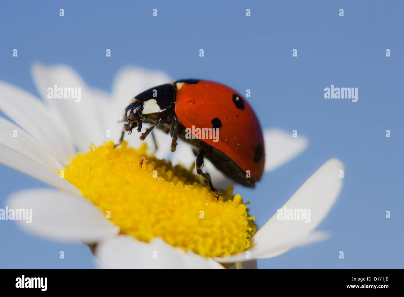 Ladybug on daisy Stock Photo - Alamy