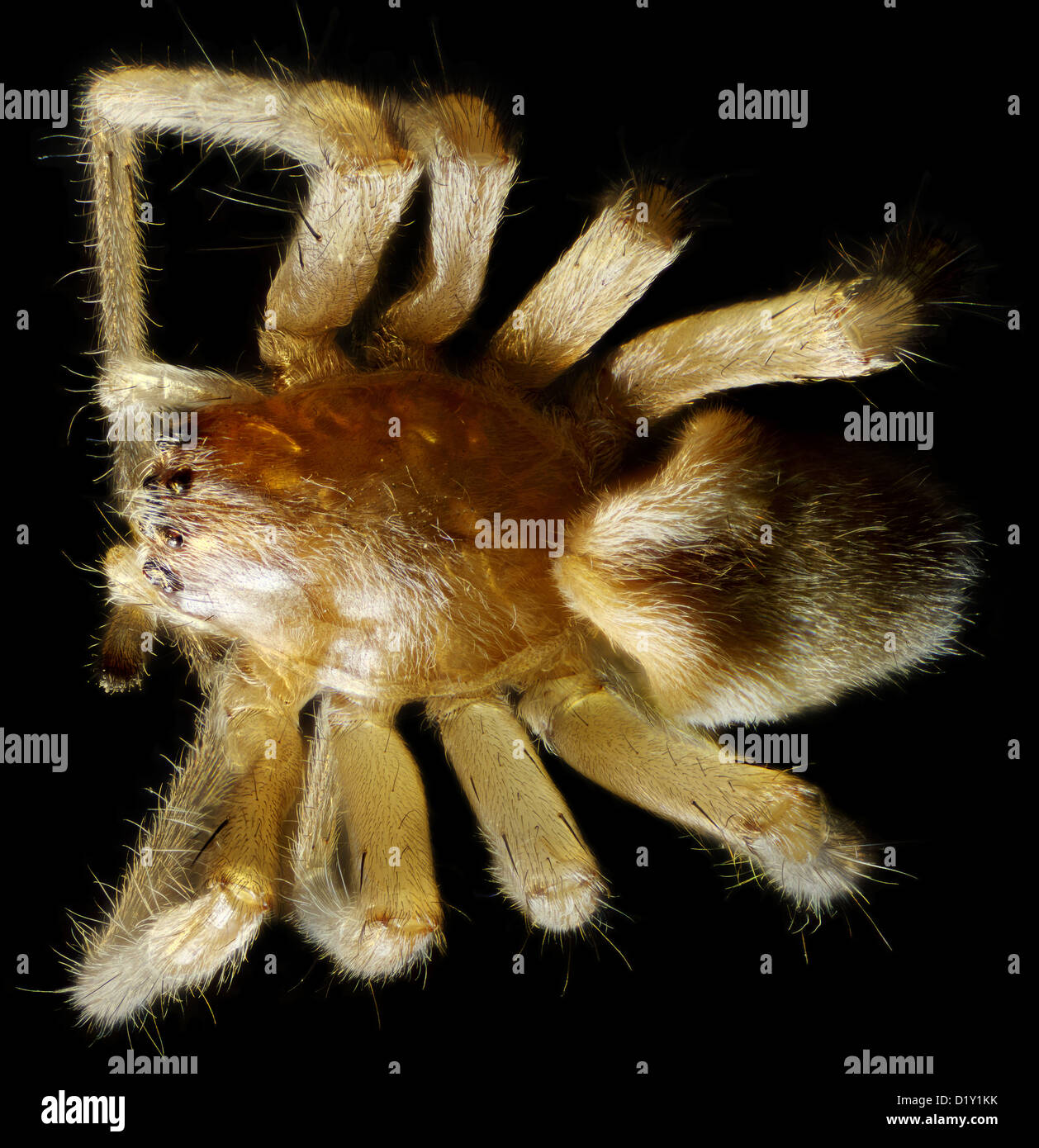 Spider under the microscope (Araneae, Arane Stock Photo - Alamy