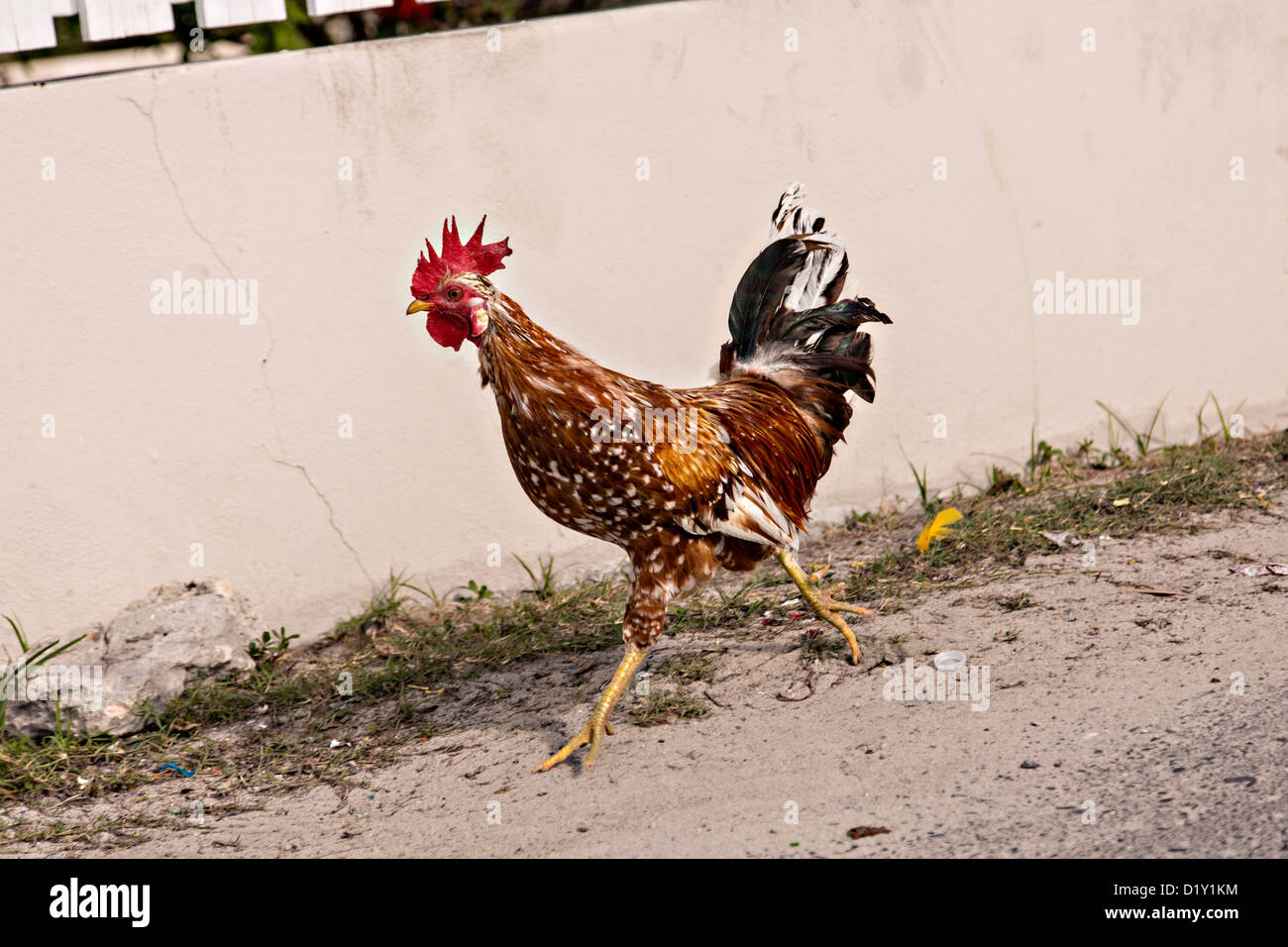 Bahamas rooster hi-res stock photography and images - Alamy