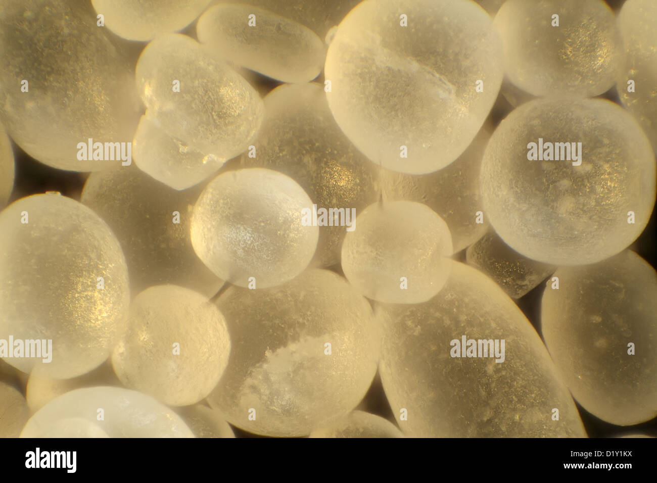 Crystal salt crystals microscope hi-res stock photography and images ...