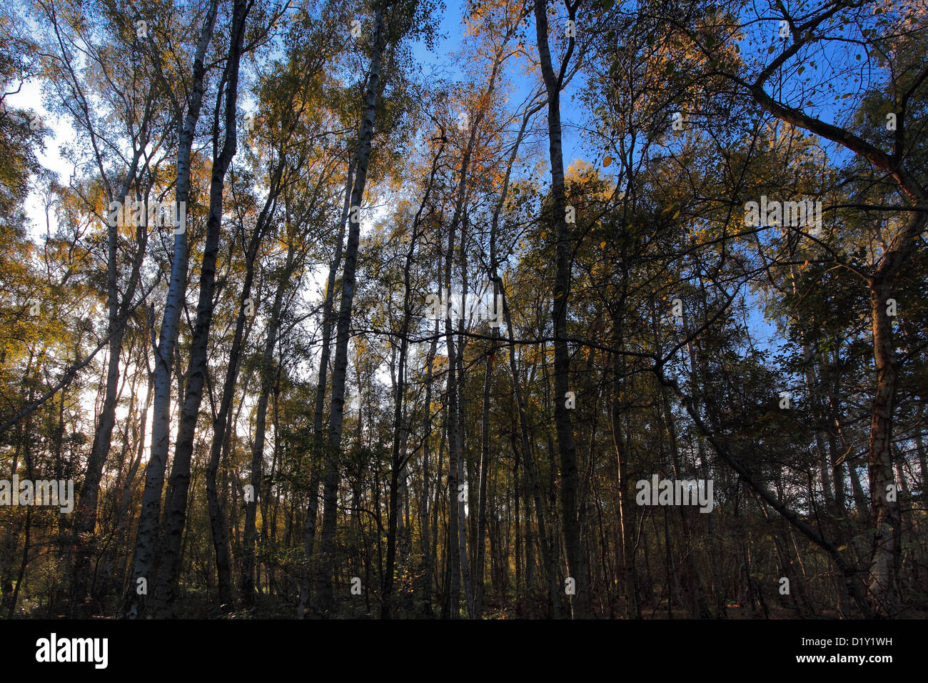 Silver birch trees hi-res stock photography and images - Alamy