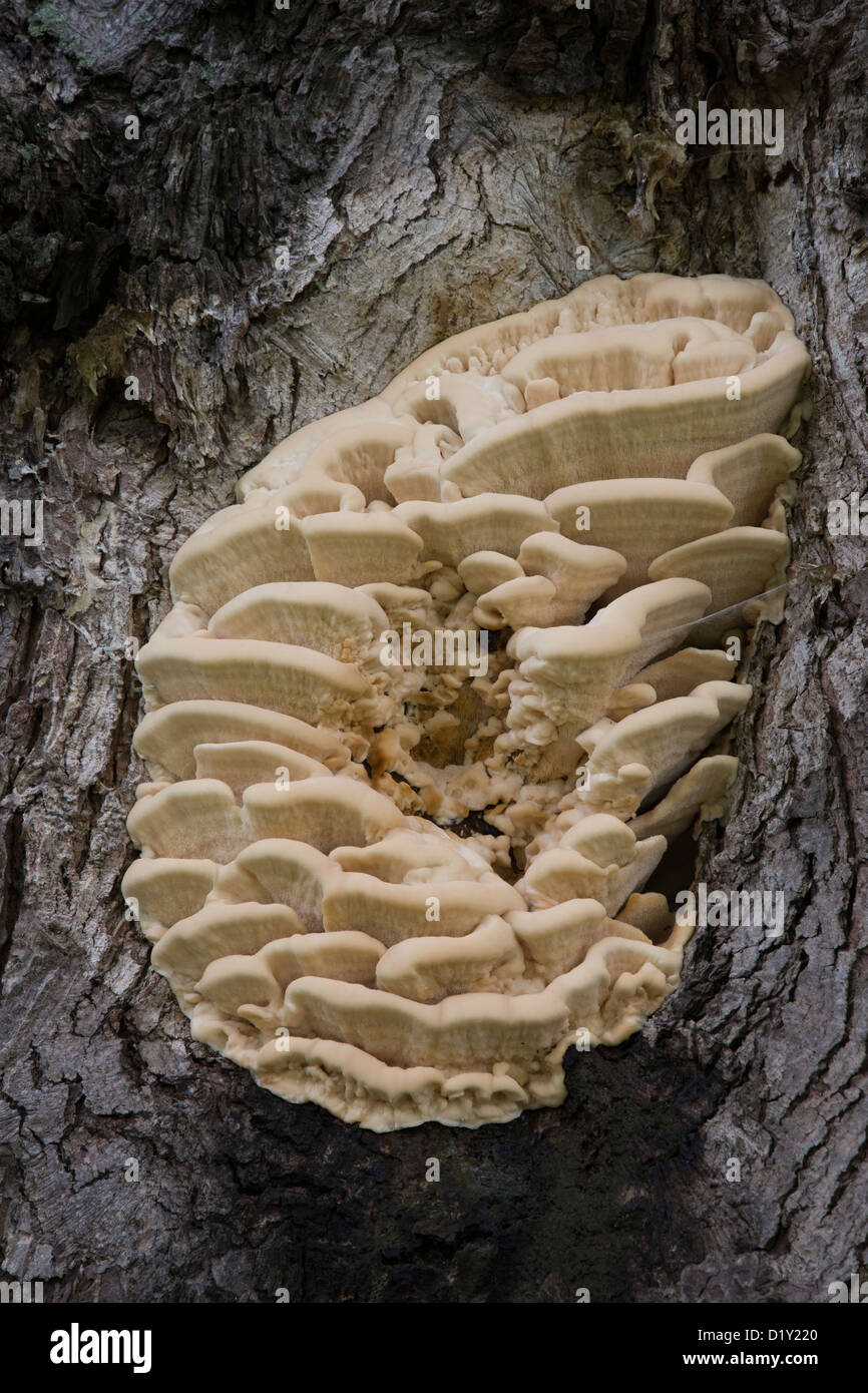 Bracket fungus on a tree trunk Stock Photo - Alamy
