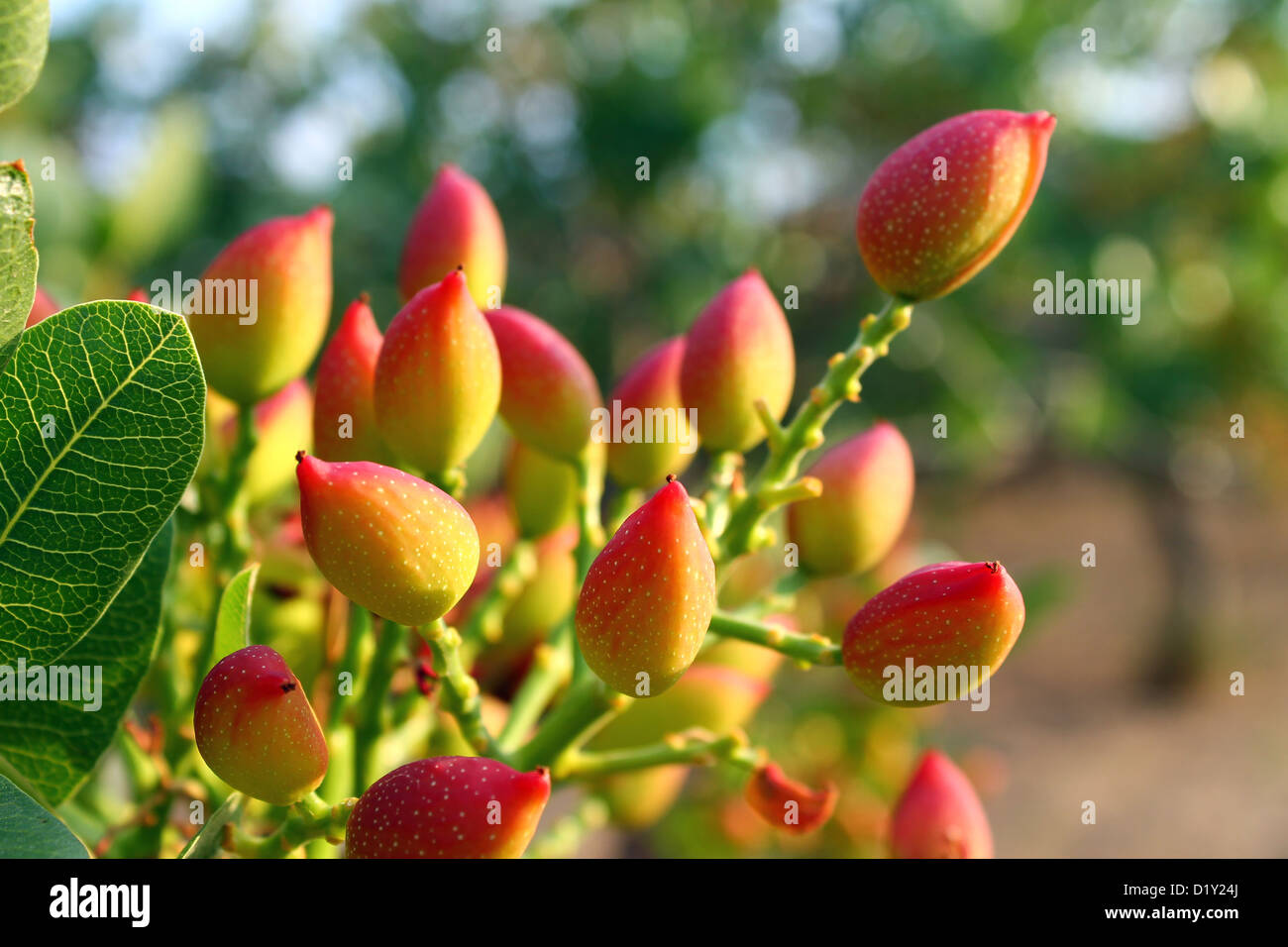 The Famous pistachio tree nuts from Aegina Island Greece Stock Photo ...