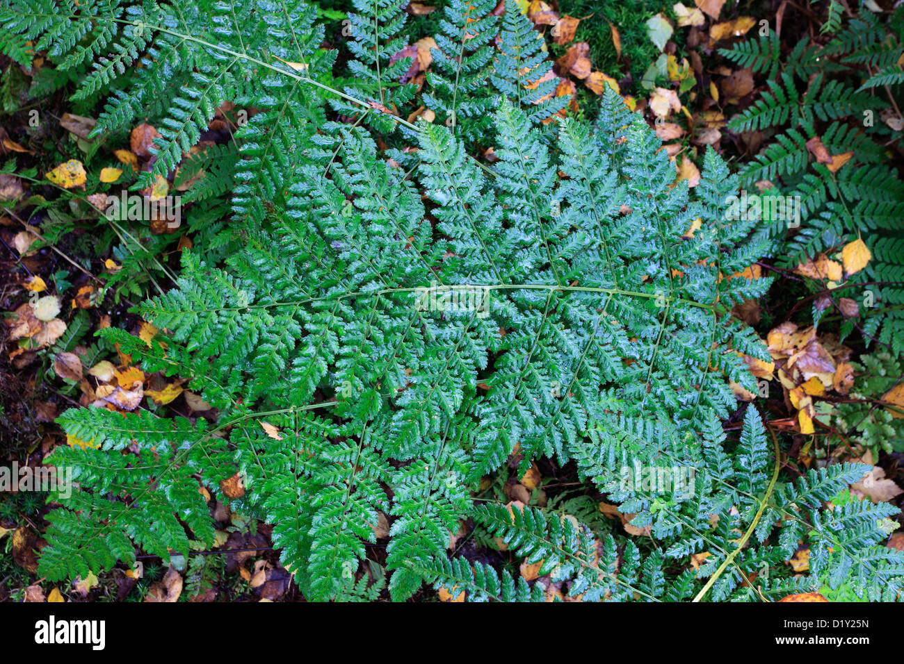 Close up of Fern, Bracken fronds, autumn colours (Pteridium aquilinum ...